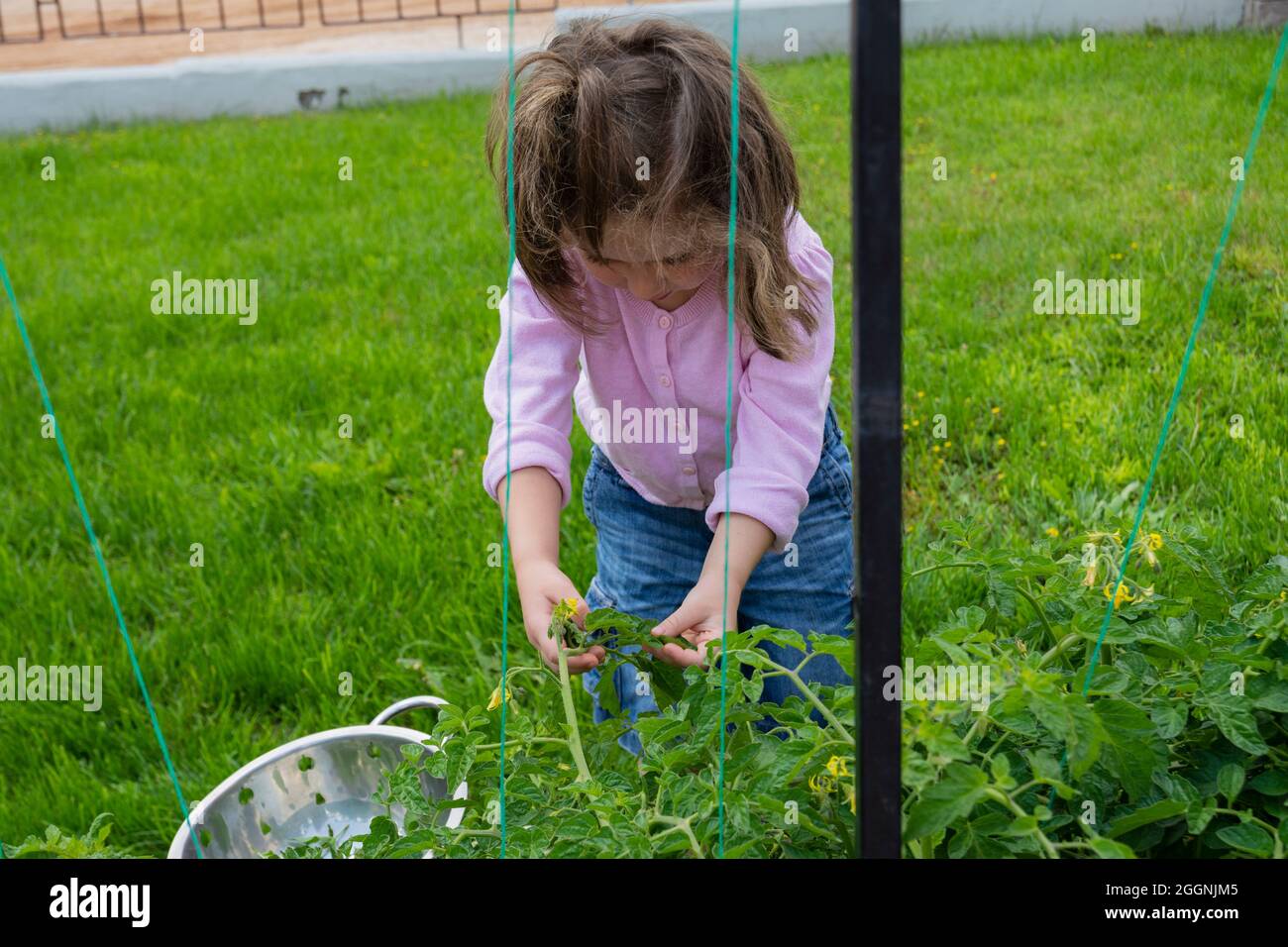 little girl playing with soil alone in tomato garden. Selective Focus ...