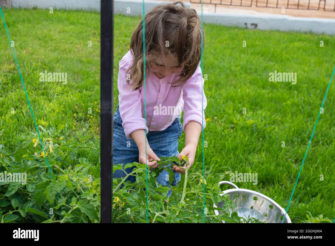 little girl playing with soil alone in tomato garden. Selective Focus ...