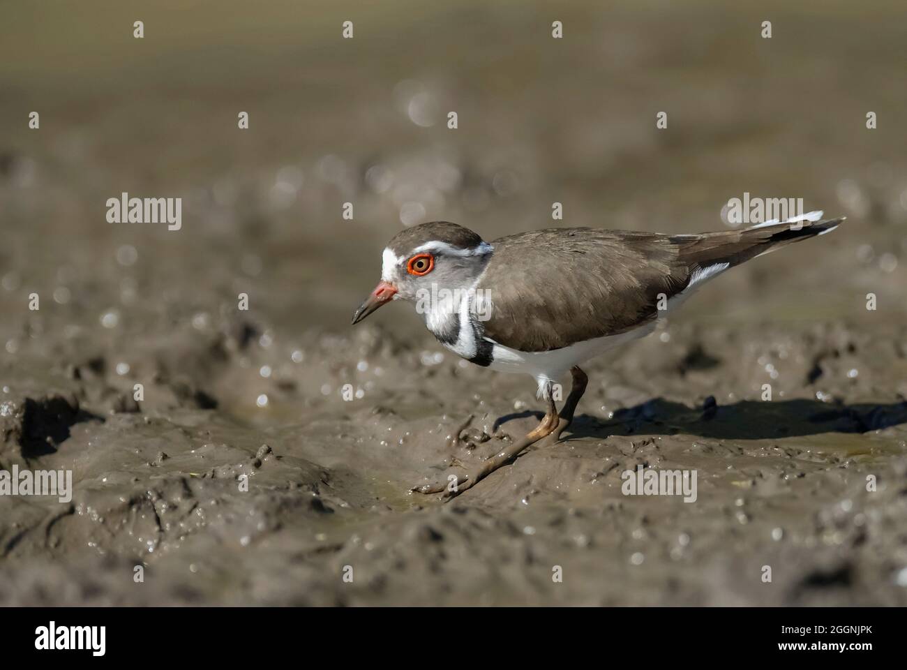 Three banded plover, (Charadrius tricollaris), Kriger National Park ...