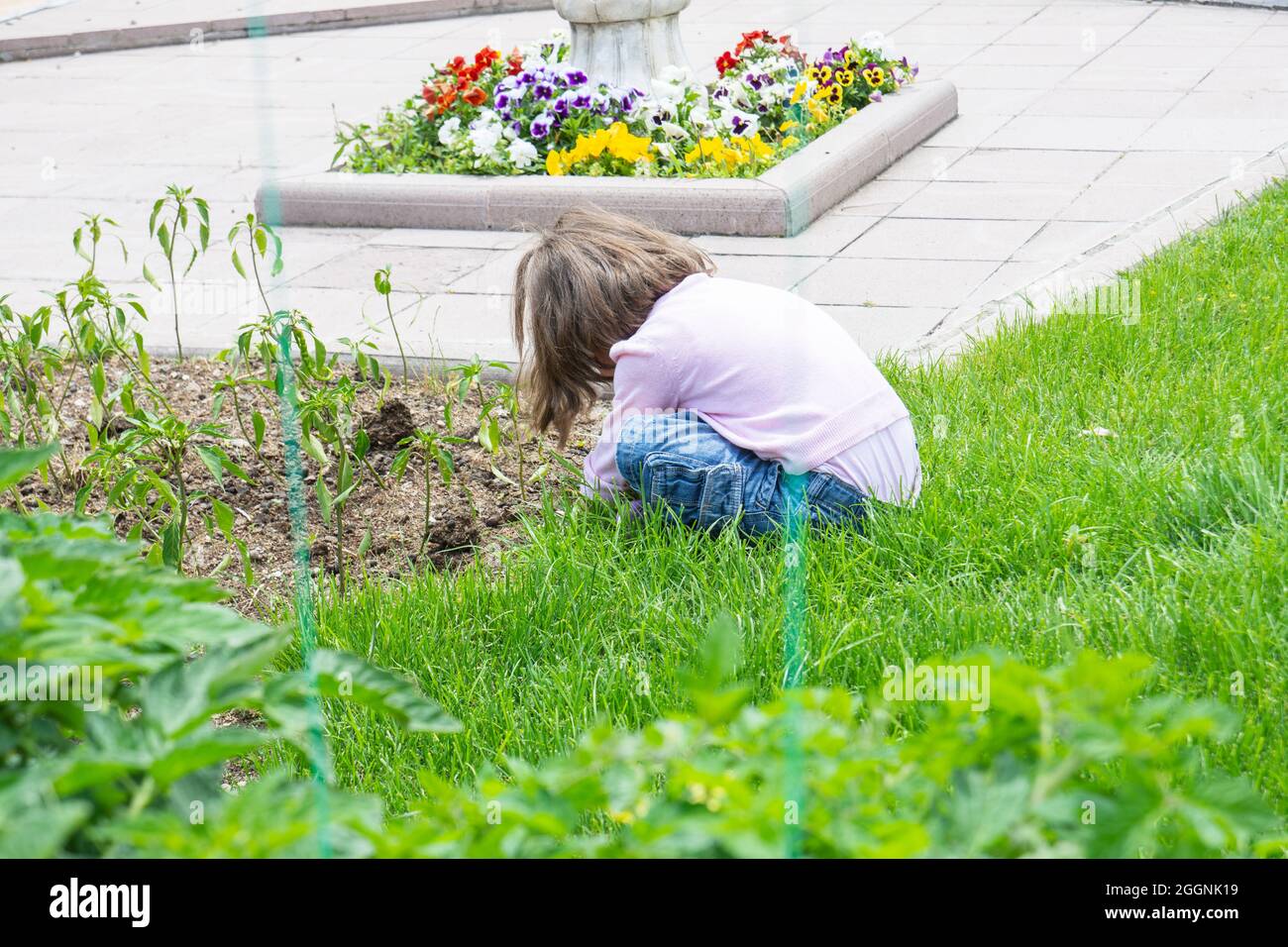 little girl playing with soil alone in tomato garden. Selective Focus ...