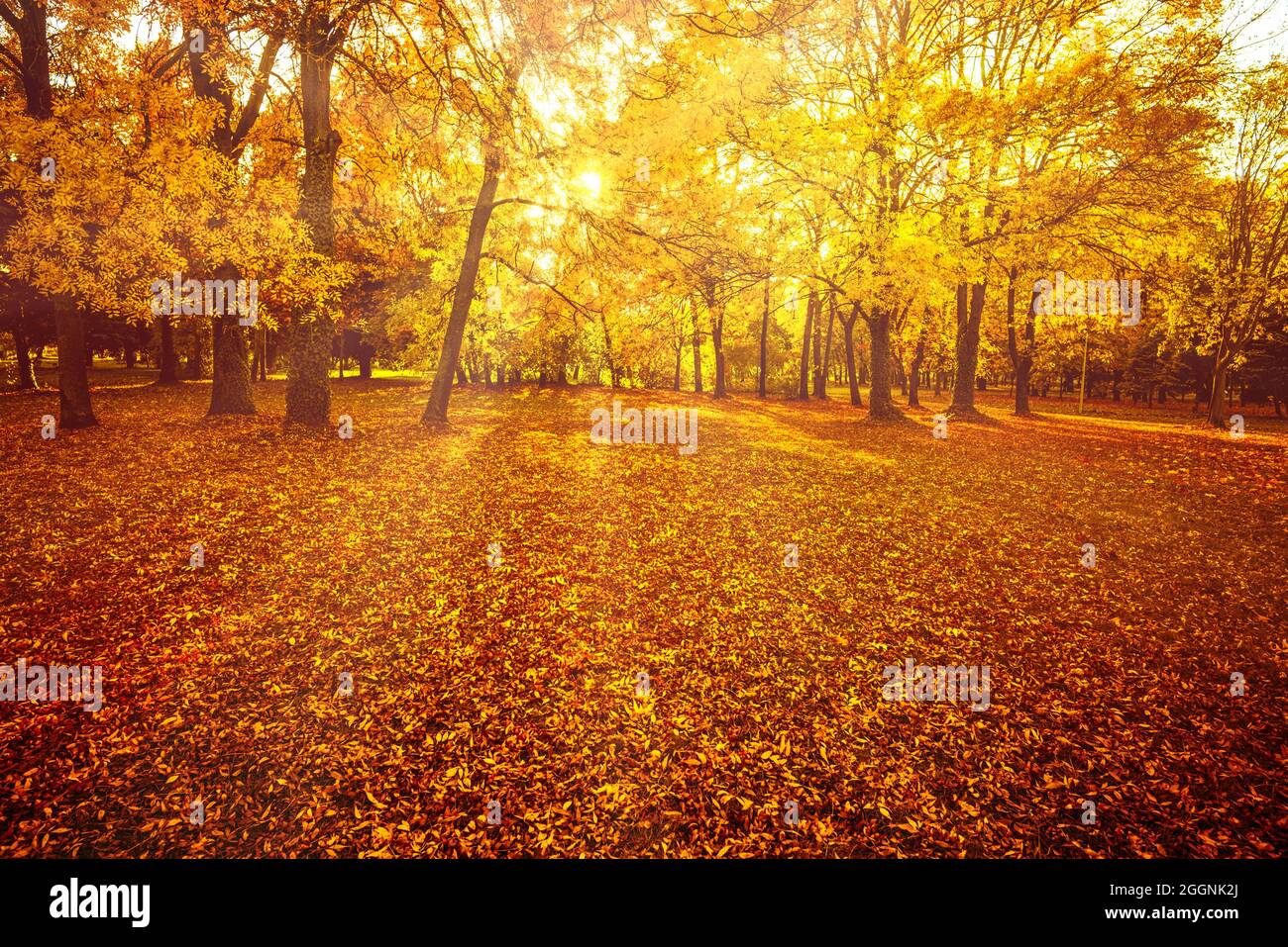 orange fall leaves, autumn natural background in park with sun beams ...