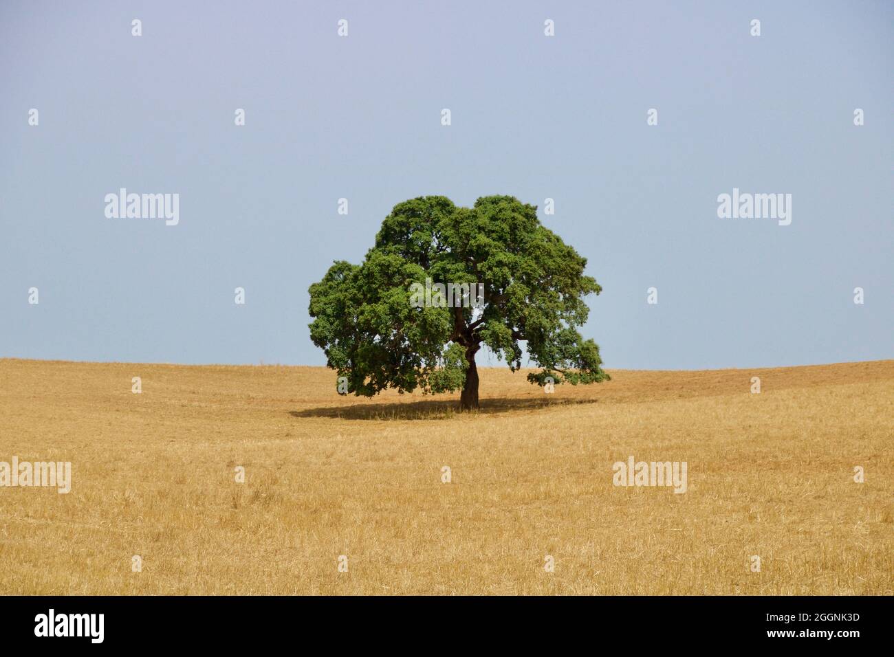minimalism with lonely cork tree in the middle of dry wheat field at ...