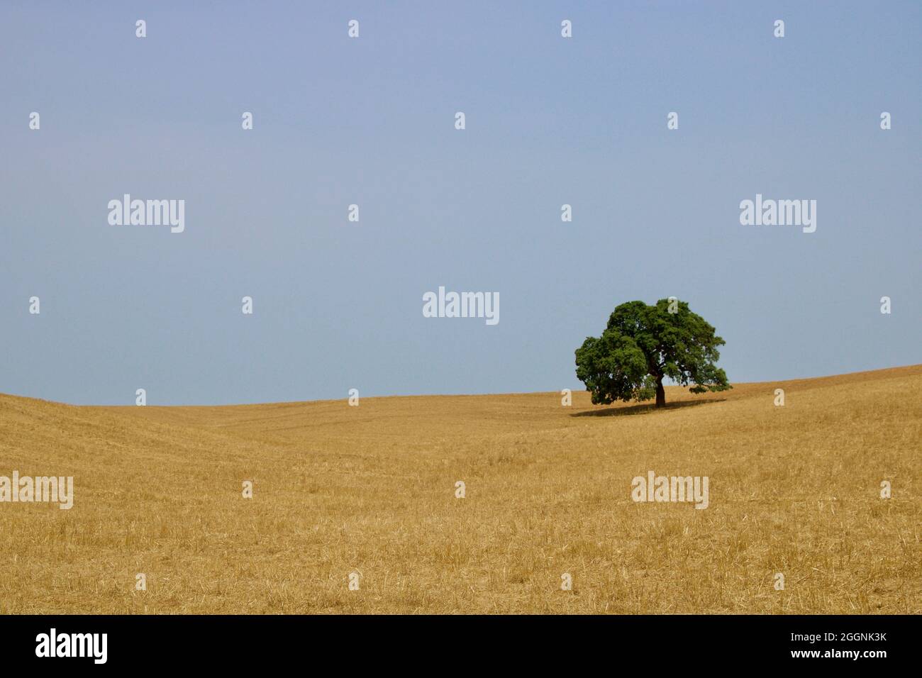minimalism with lonely cork tree in the middle of dry wheat field at ...