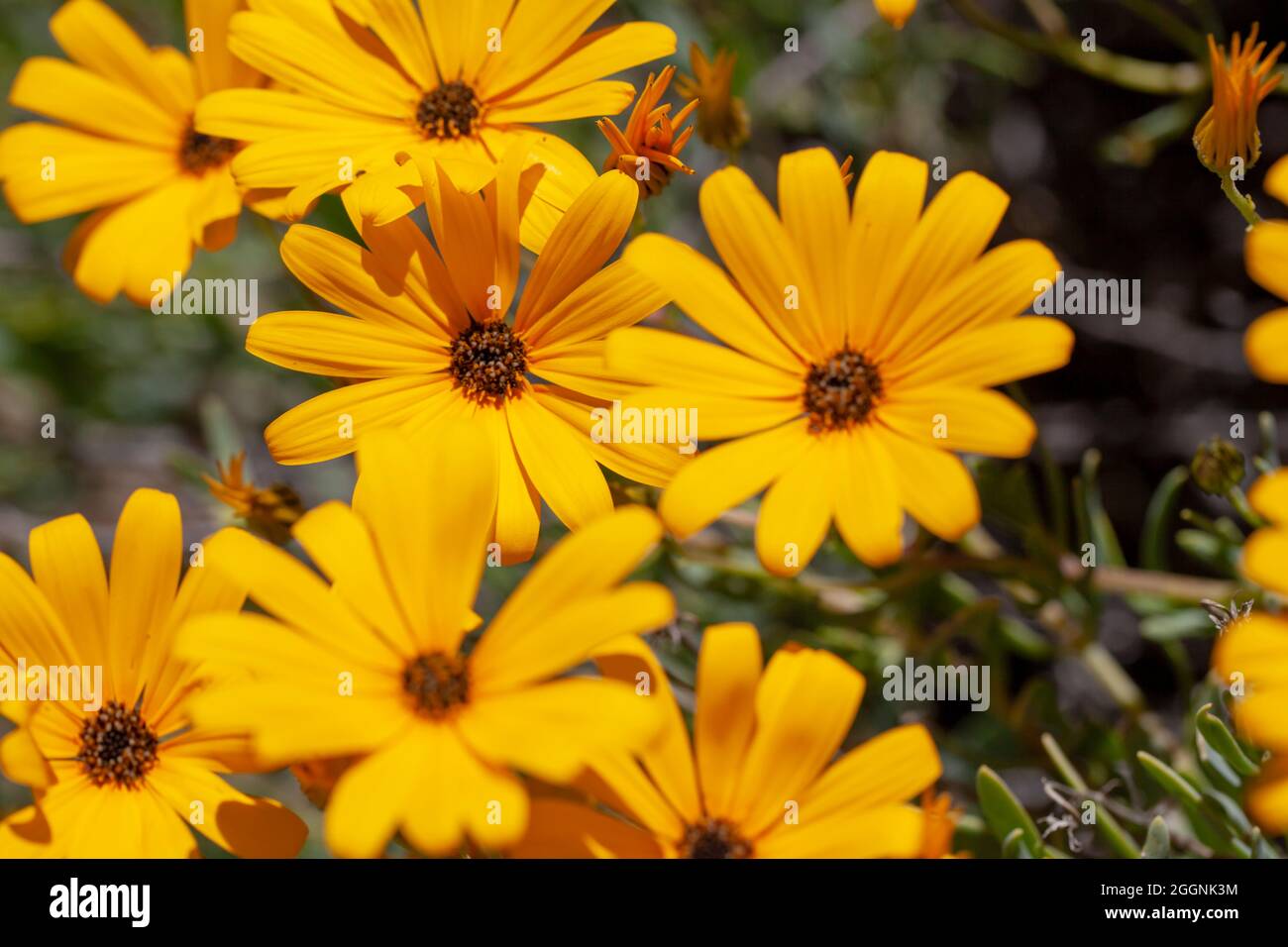 Namaqualand south africa gousblom hi-res stock photography and images ...
