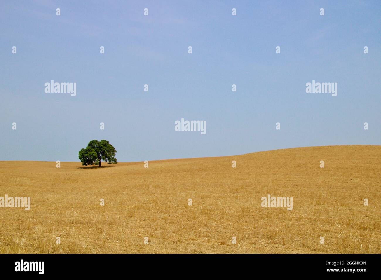 minimalism with lonely cork tree in the middle of dry wheat field at ...