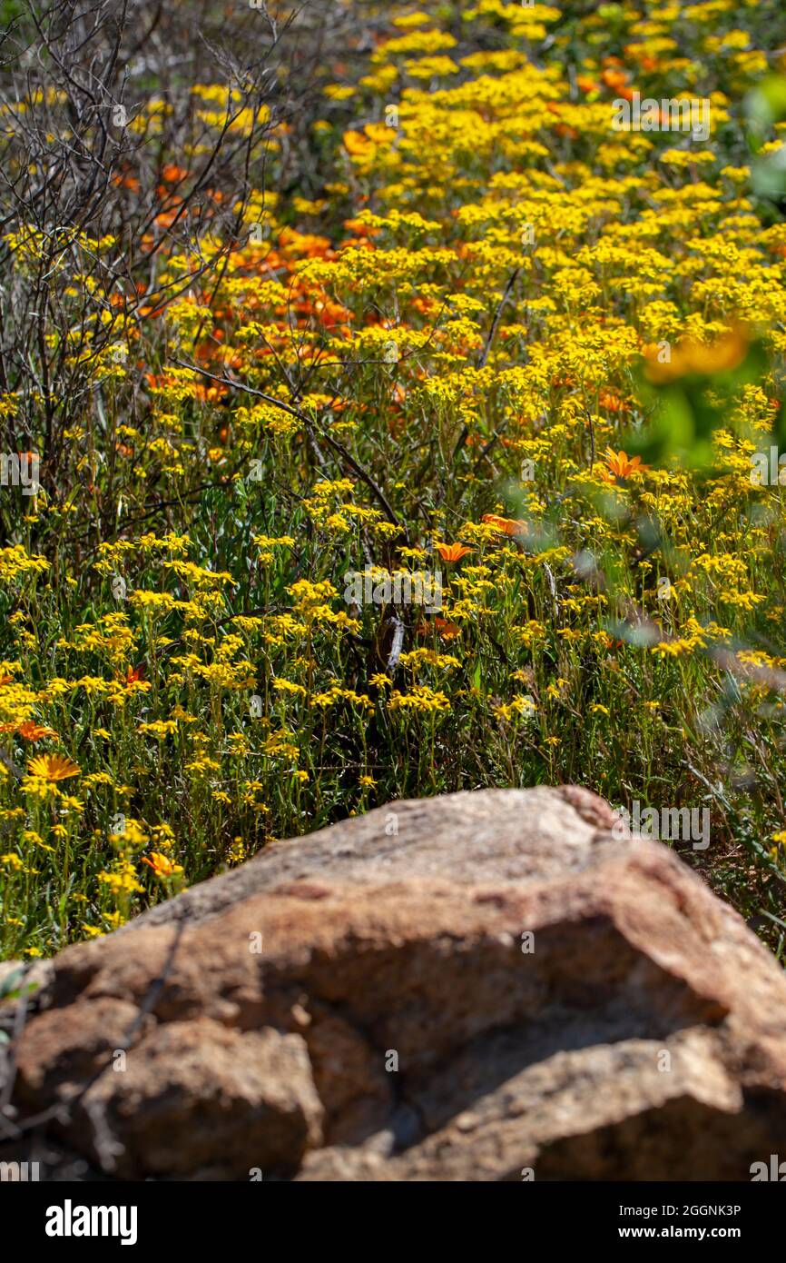Namaqualand south africa gousblom hi-res stock photography and images ...