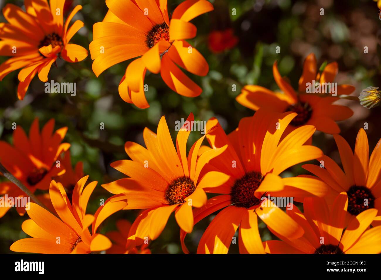Namaqualand south africa gousblom hi-res stock photography and images ...