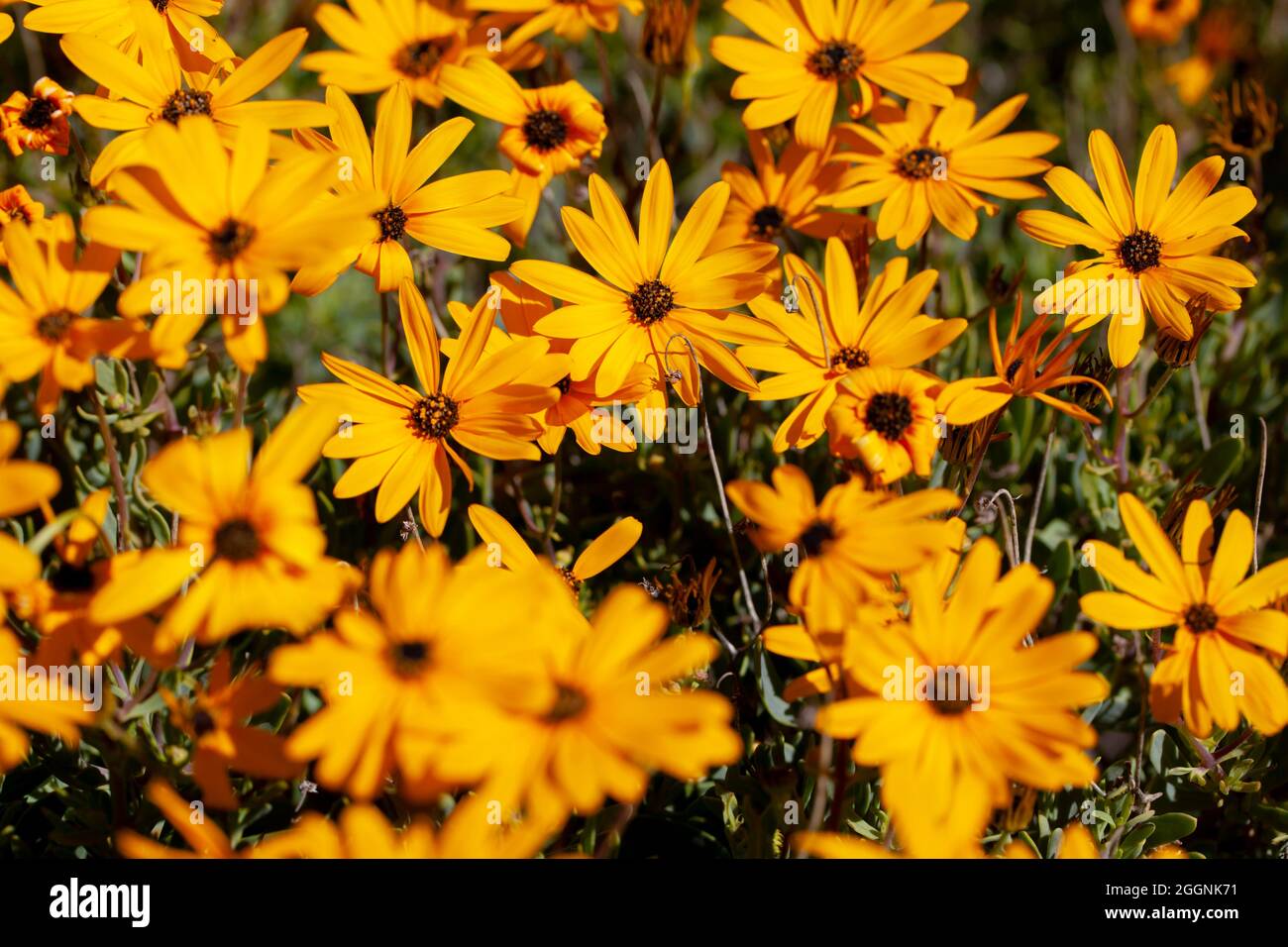 Namaqualand south africa gousblom hi-res stock photography and images ...