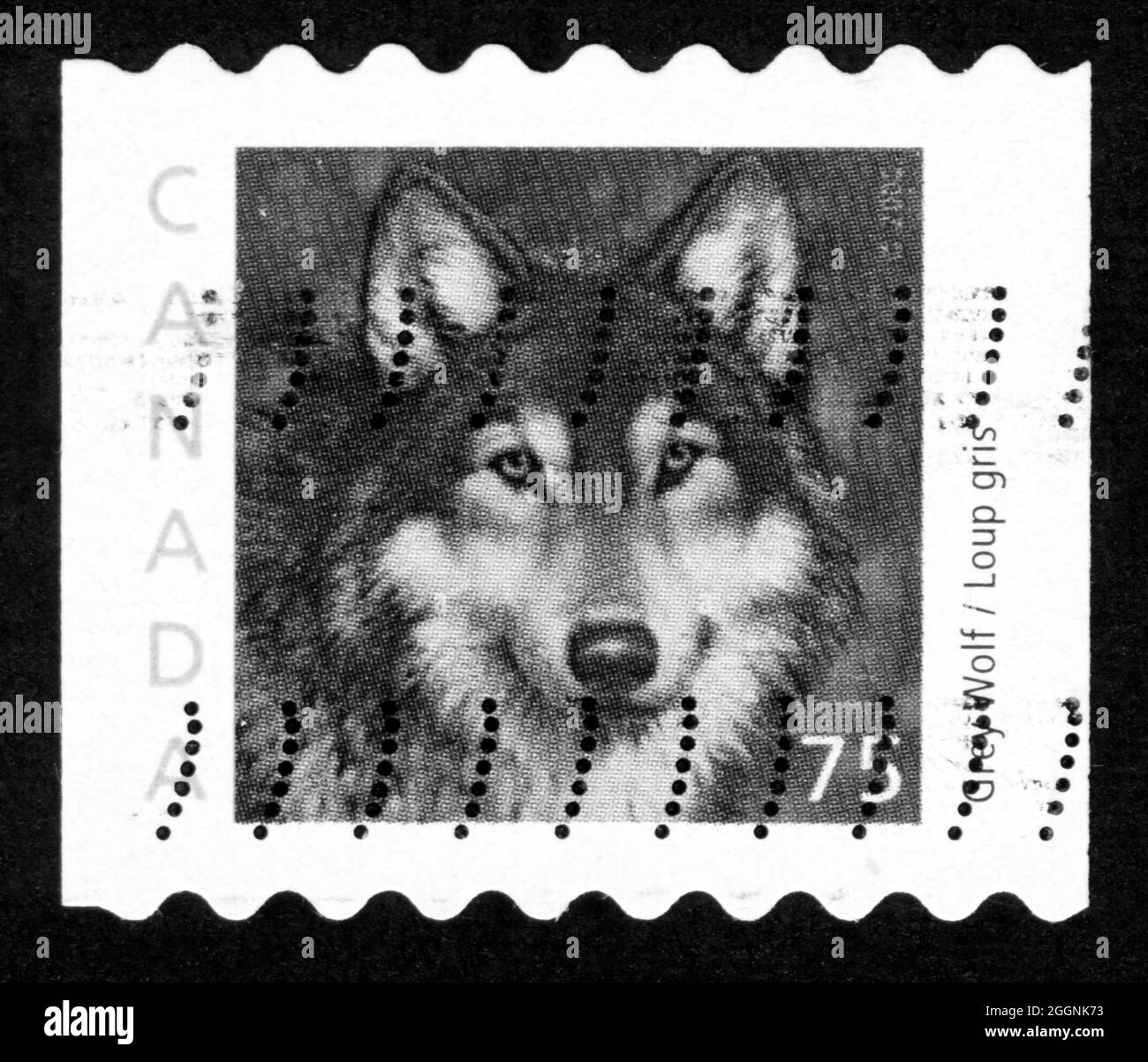 Canada wolf vintage hi-res stock photography and images - Alamy