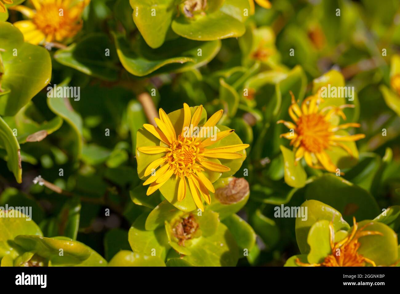 Orange daisy like flowers hi-res stock photography and images - Alamy