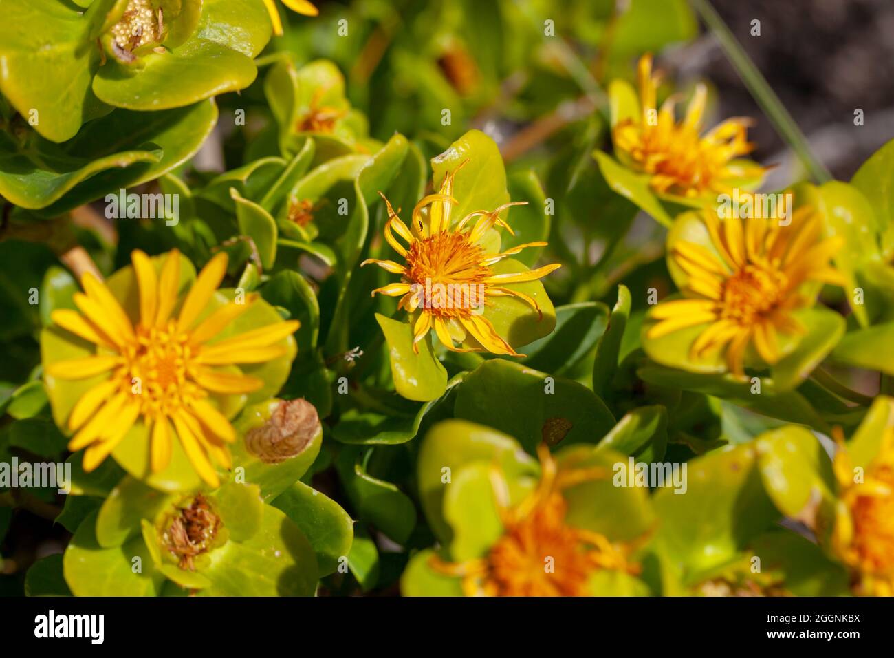 Orange daisy like flowers, Namaqualand Stock Photo - Alamy