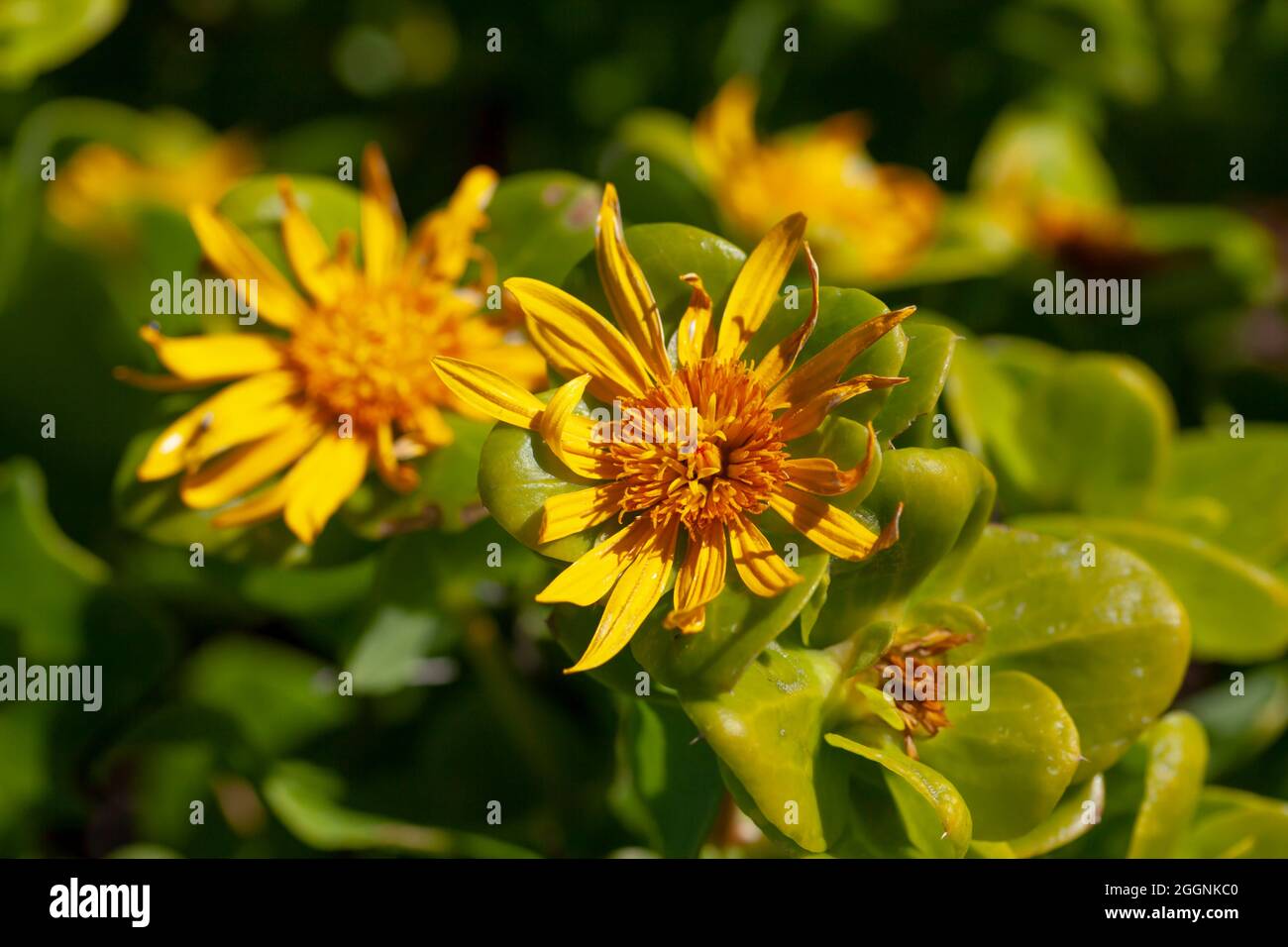Orange daisy like flowers, Namaqualand Stock Photo - Alamy