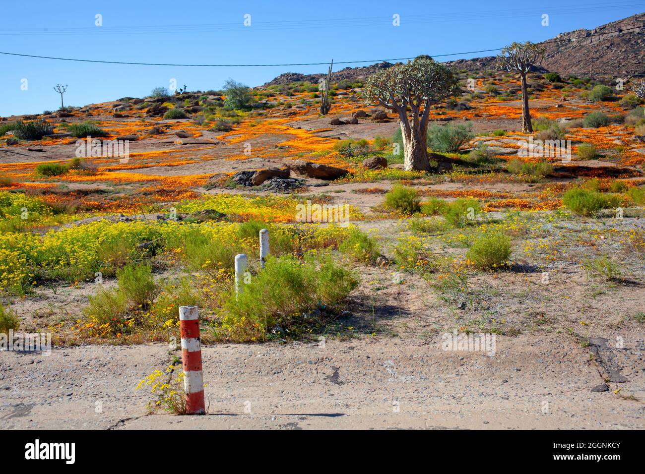 Flower route namaqualand hi-res stock photography and images - Alamy
