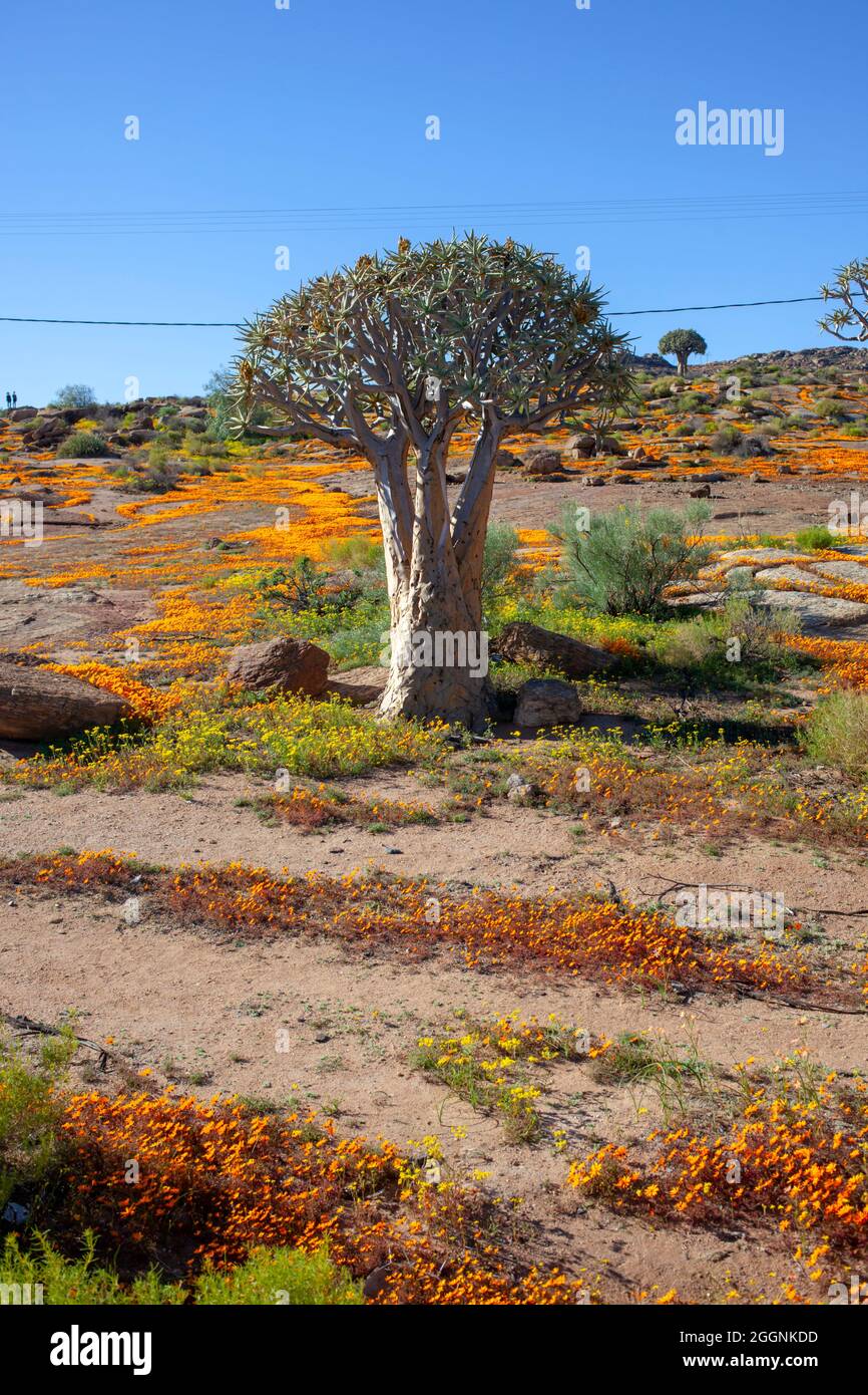 Quiver tree flower hi-res stock photography and images - Alamy