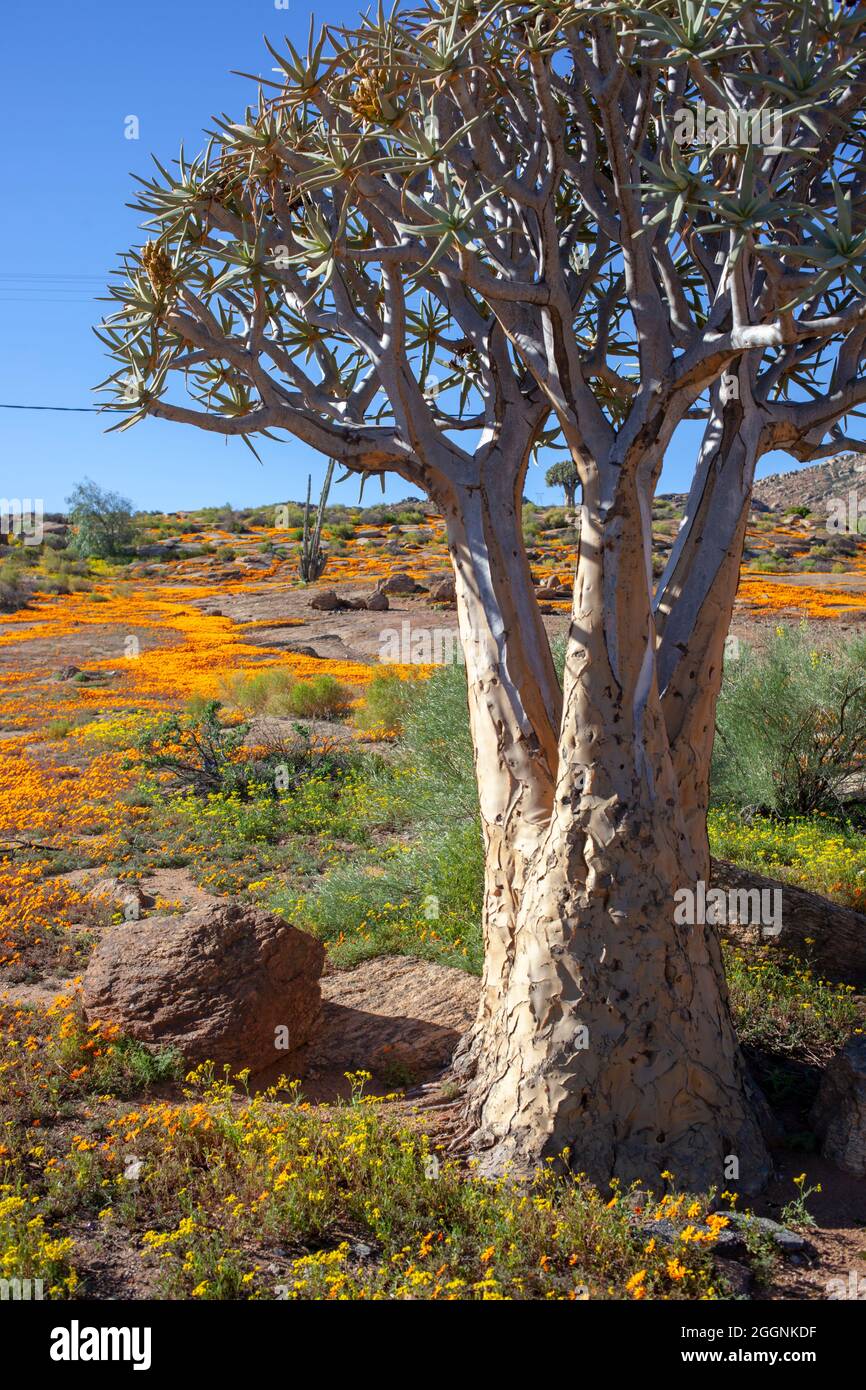 Quiver tree flower hi-res stock photography and images - Alamy