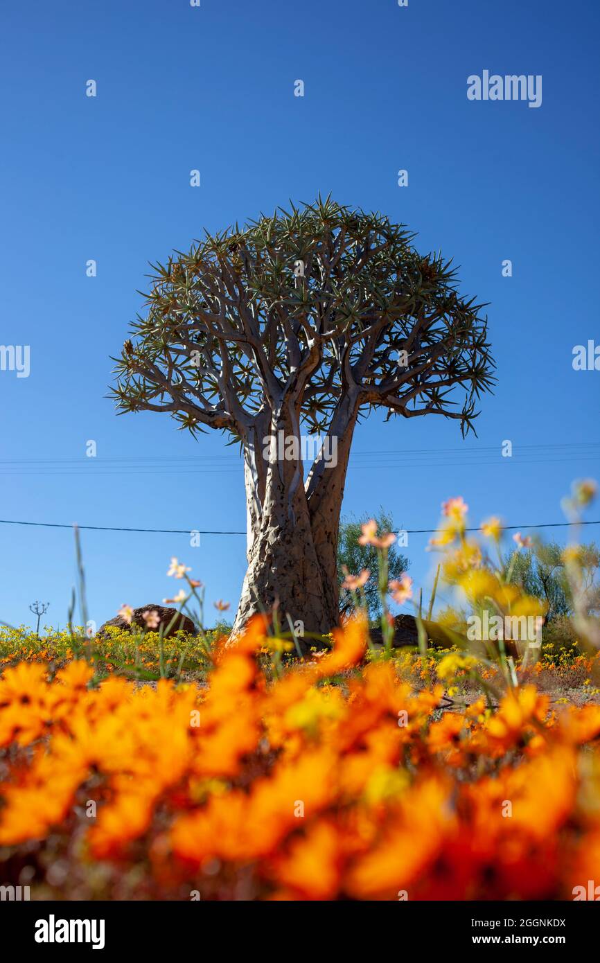 Namaqualand south africa gousblom hi-res stock photography and images ...