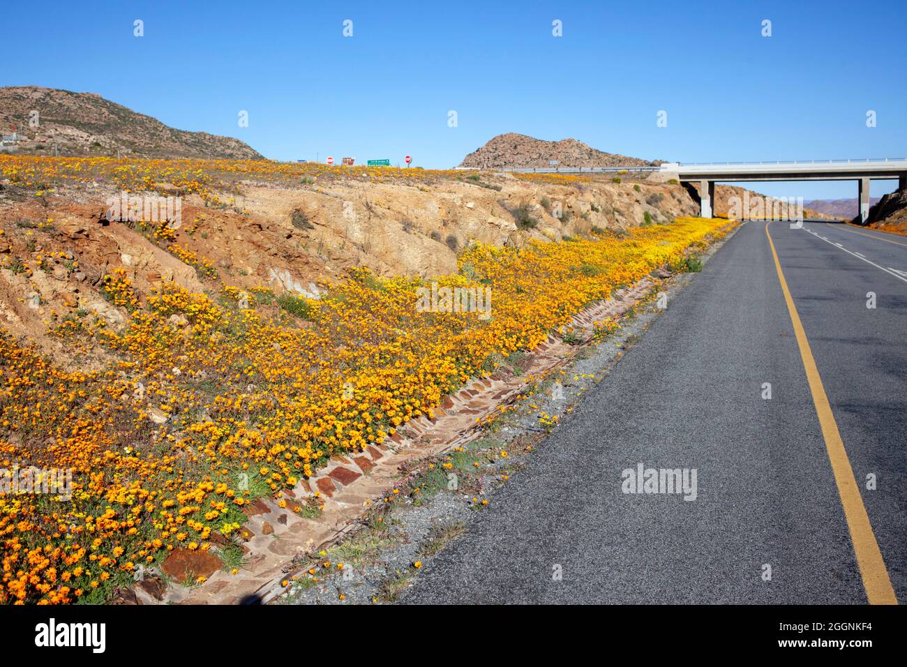 Spring Flowers Northern Cape Springbok High Resolution Stock ...
