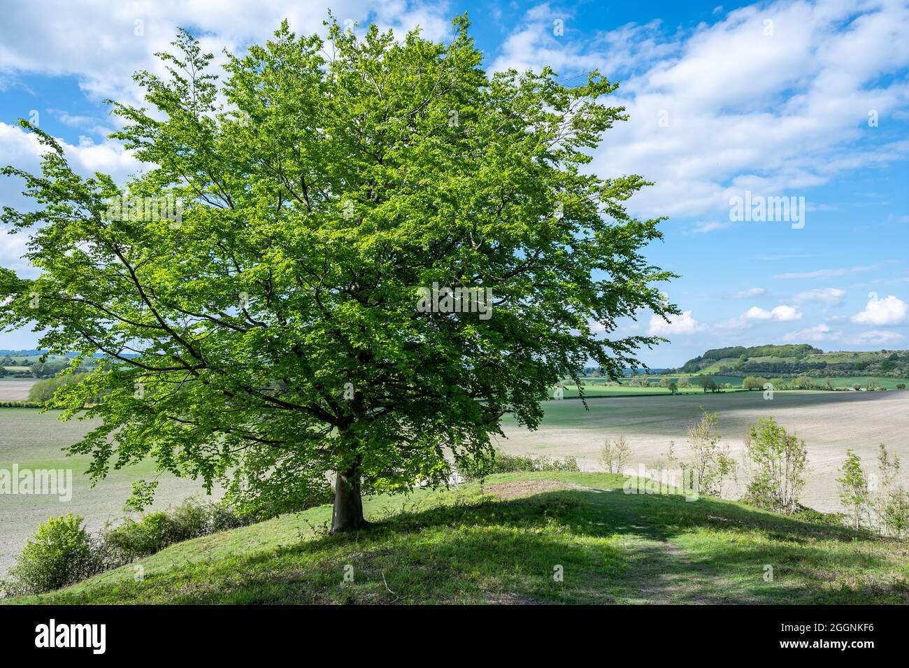 Sundon Hills Country Park - The Chilterns AONB Stock Photo - Alamy