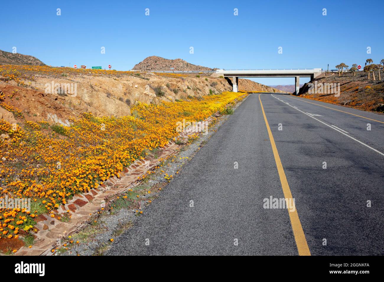 Bridge and daisies, N7 and R355, Springbok, Namaqualand, Northern Cape ...