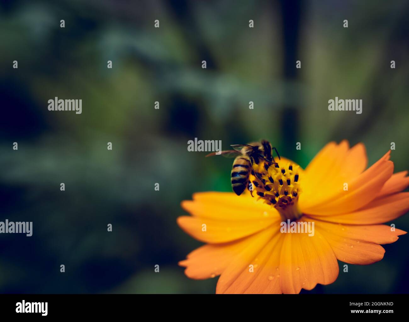 Flying Honey Bee Flower - Beautiful Macro Photo Series Stock Photo - Alamy