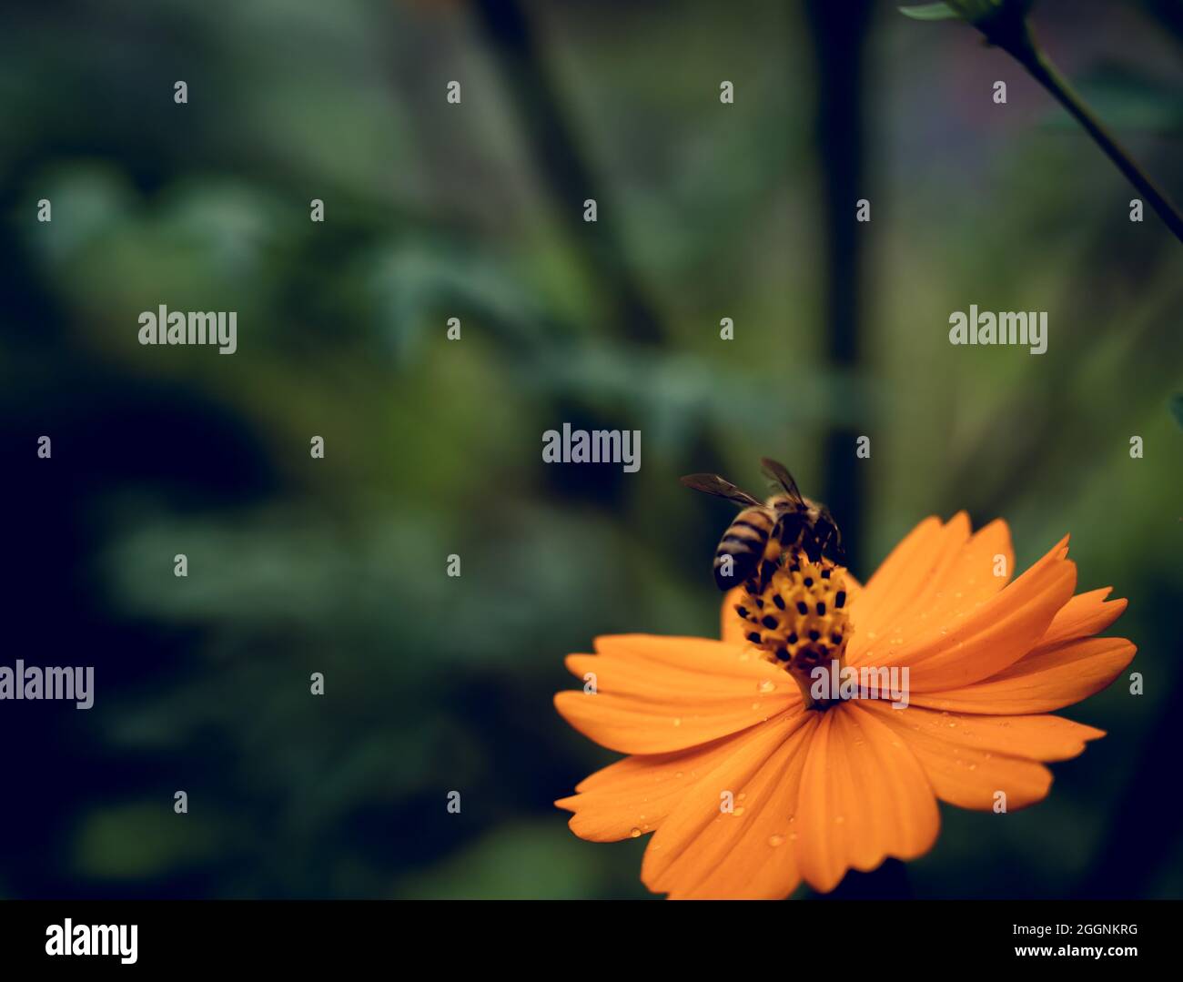 Flying Honey Bee Flower - Beautiful Macro Photo Series Stock Photo - Alamy