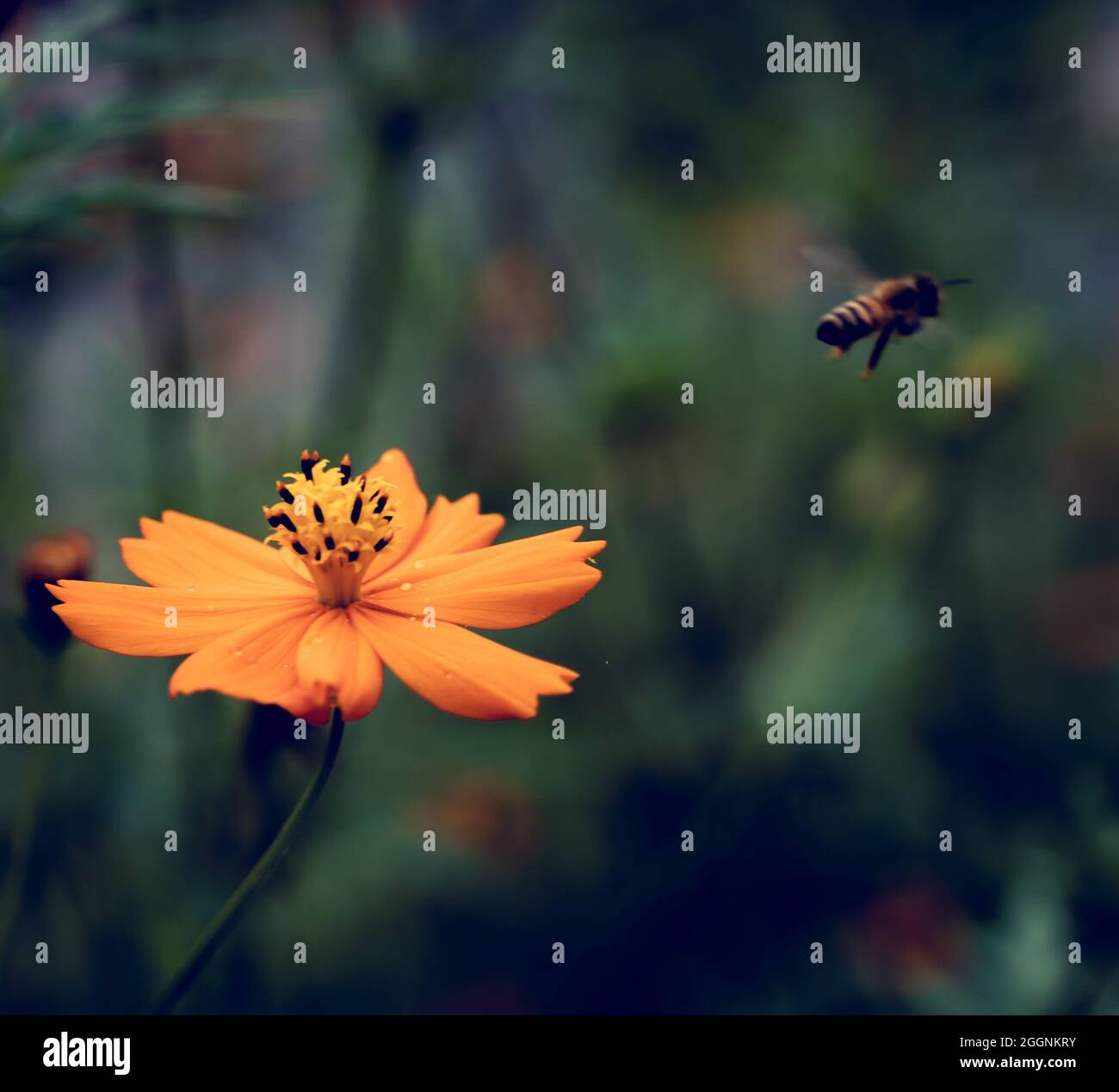 Flying Honey Bee Flower - Beautiful Macro Photo Series Stock Photo - Alamy