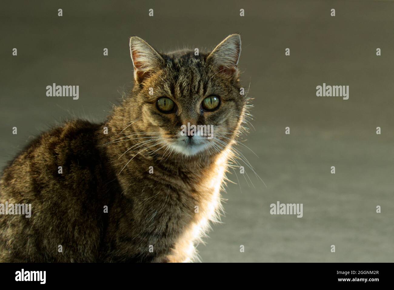 18 year old female tabby cat Stock Photo - Alamy