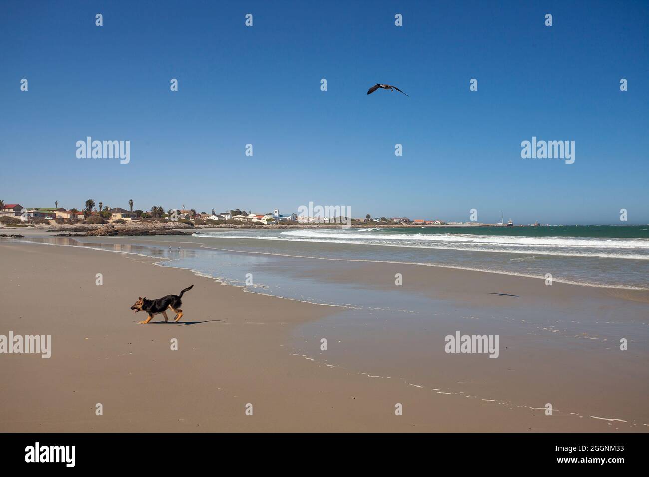 German Shepherd enjoying the beach at Port Nolloth, Western Cape Stock ...