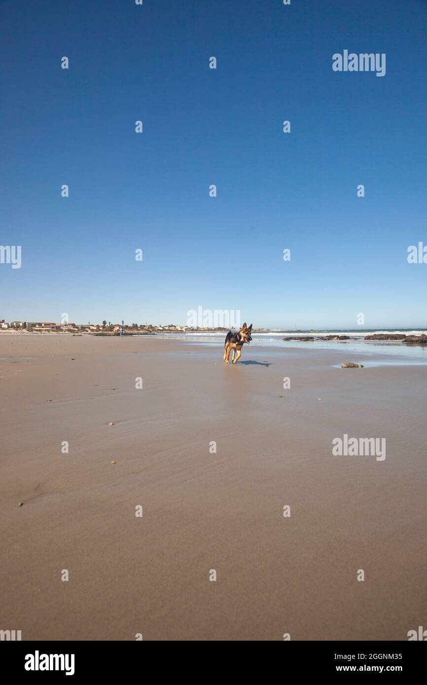 German Shepherd enjoying the beach at Port Nolloth, Western Cape Stock ...