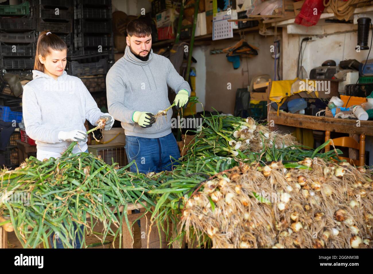 Adult couple of farmers sorting green onions Stock Photo - Alamy