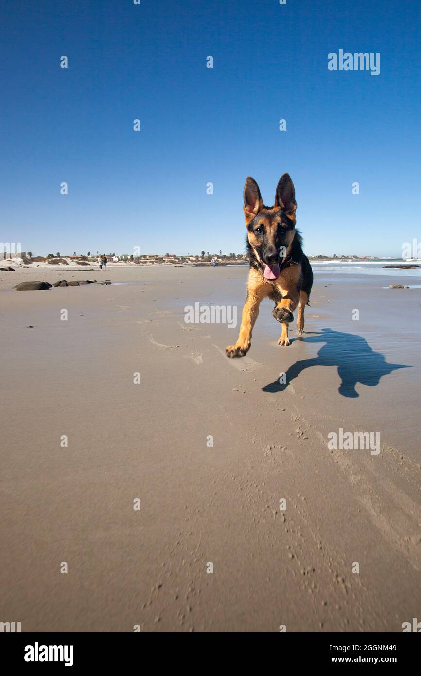 German Shepherd enjoying the beach at Port Nolloth, Western Cape Stock ...