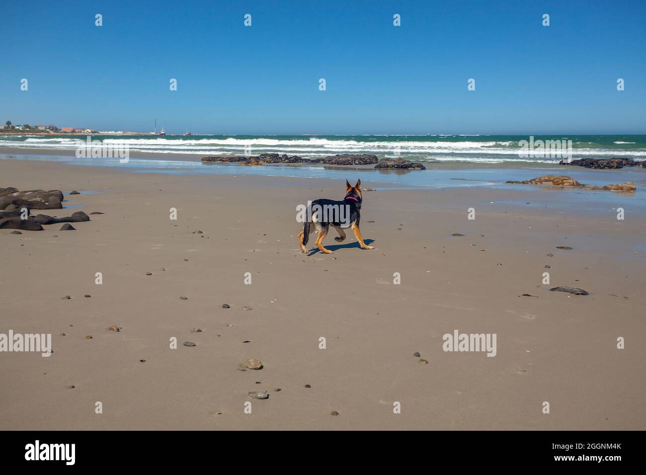German Shepherd enjoying the beach at Port Nolloth, Western Cape Stock ...