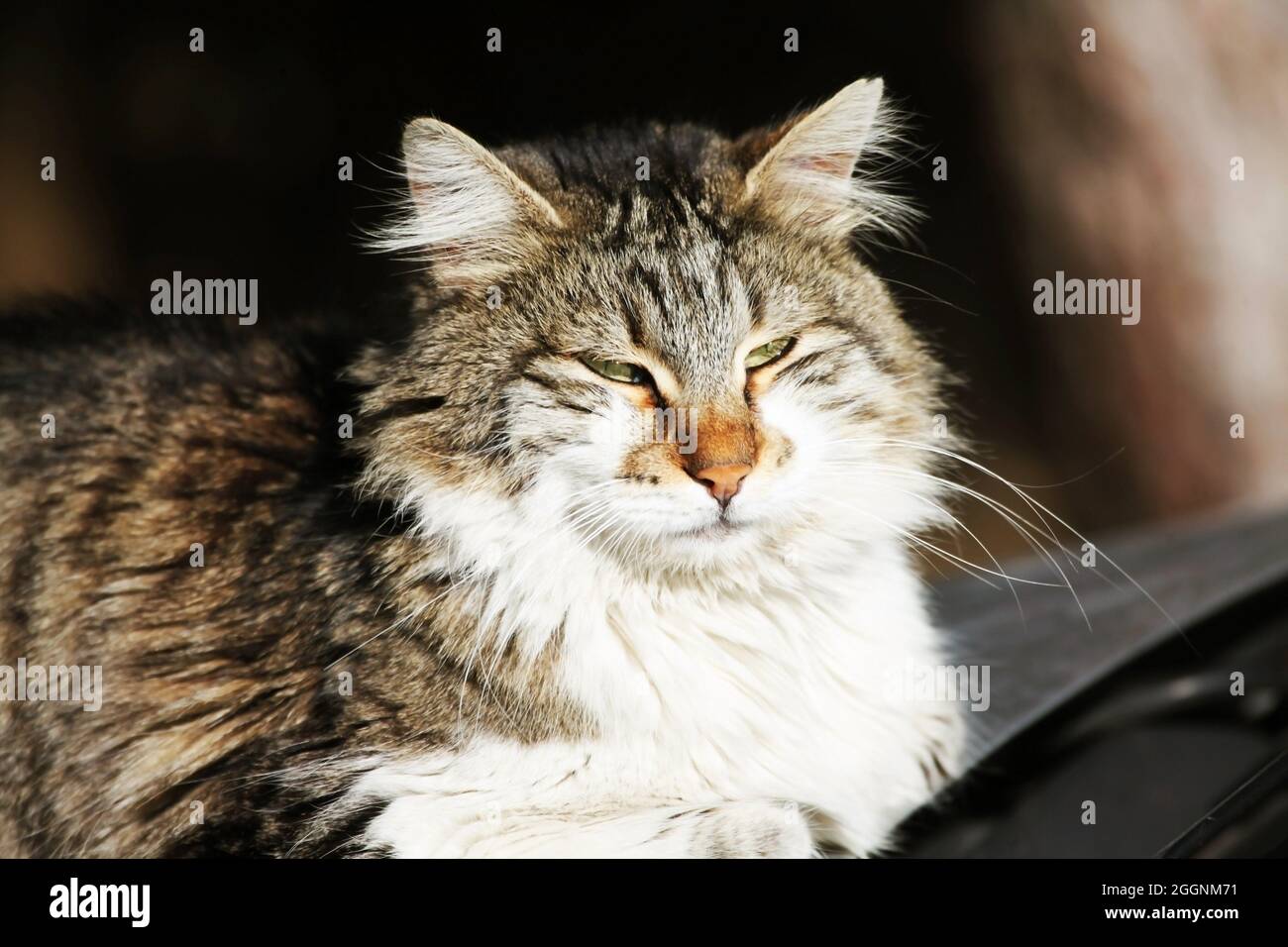 White fat cat hi-res stock photography and images - Alamy