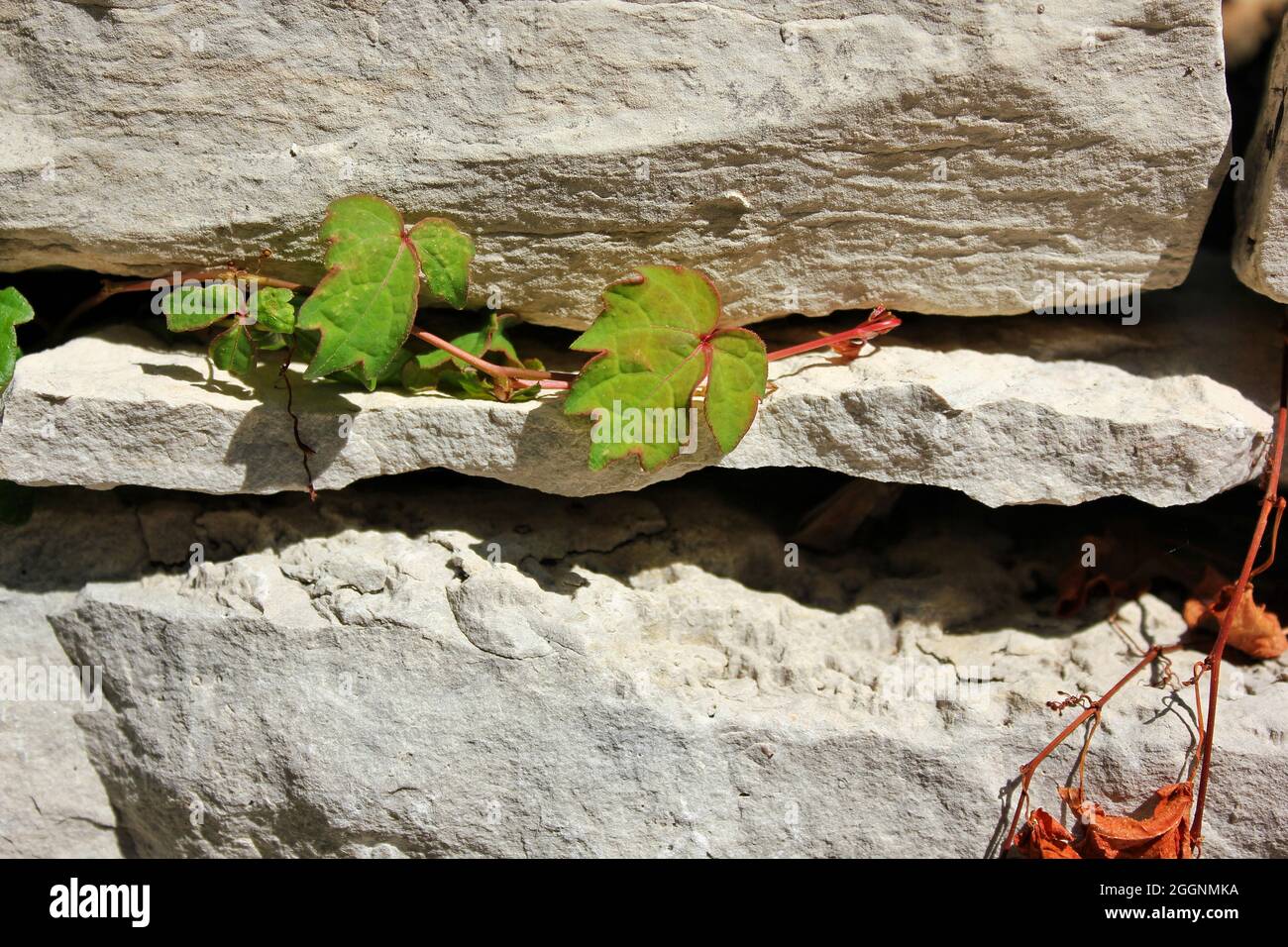 Green ivy growing on a natural stone wall in the bright summer sun ...