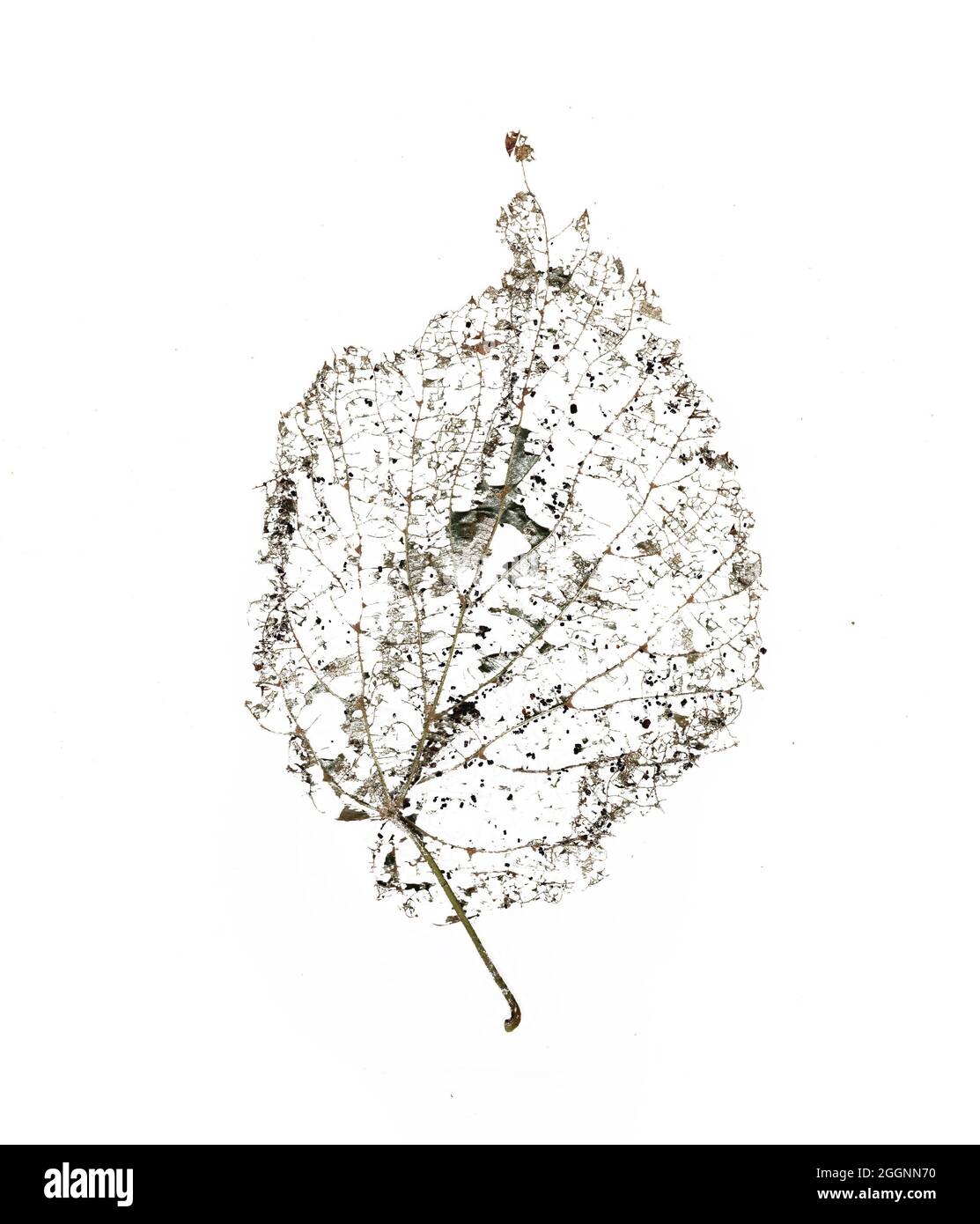 Garden infestation Cut Out Stock Images & Pictures - Alamy