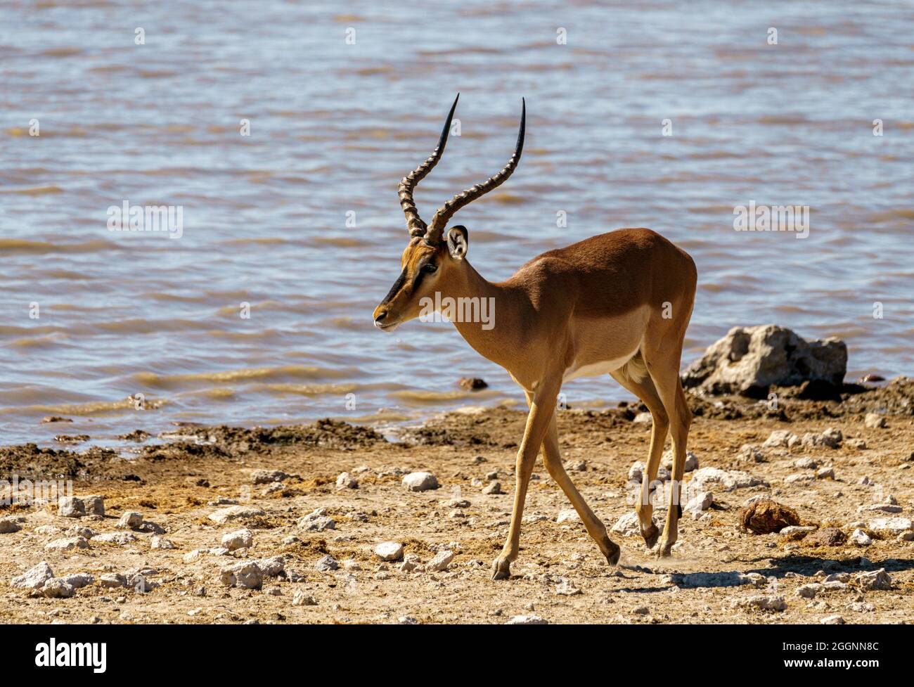 Antelope North West Namibia Africa Stock Photo - Alamy