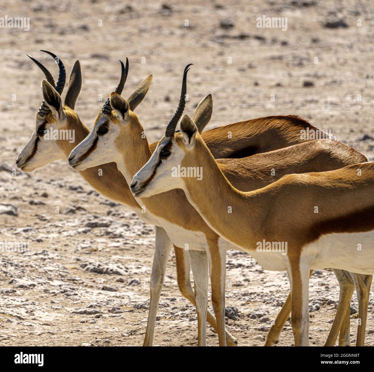 Black faced antelope hi-res stock photography and images - Alamy