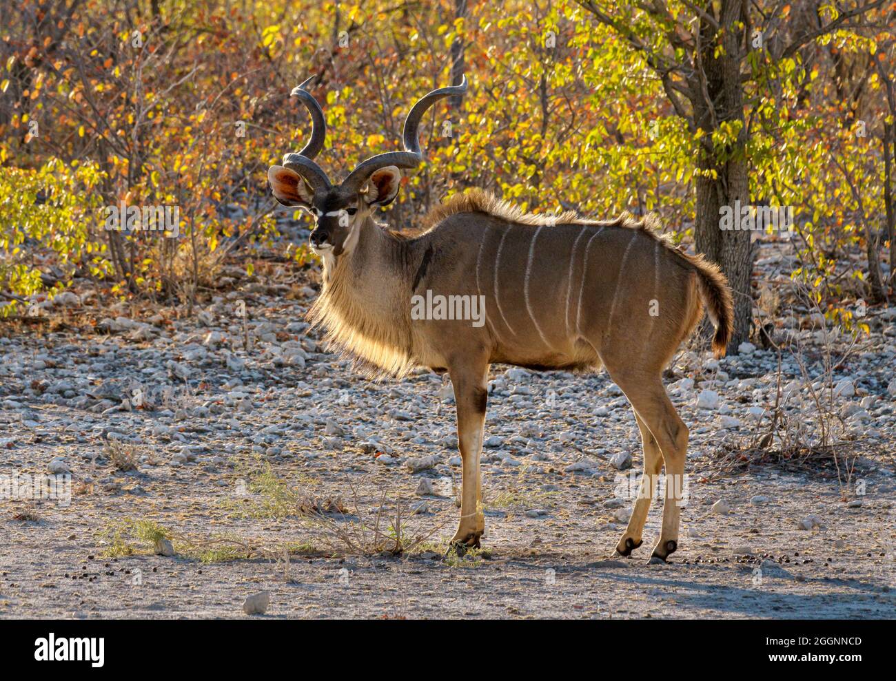 Kudu in the wild hi-res stock photography and images - Alamy
