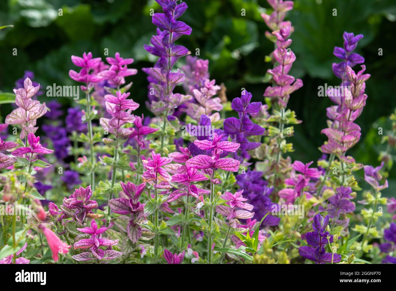 Annual sage (salvia horminium) flowers in bloom Stock Photo - Alamy