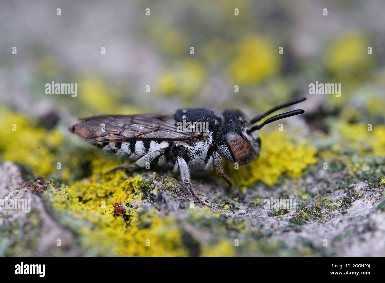 Short sharptail hi-res stock photography and images - Alamy