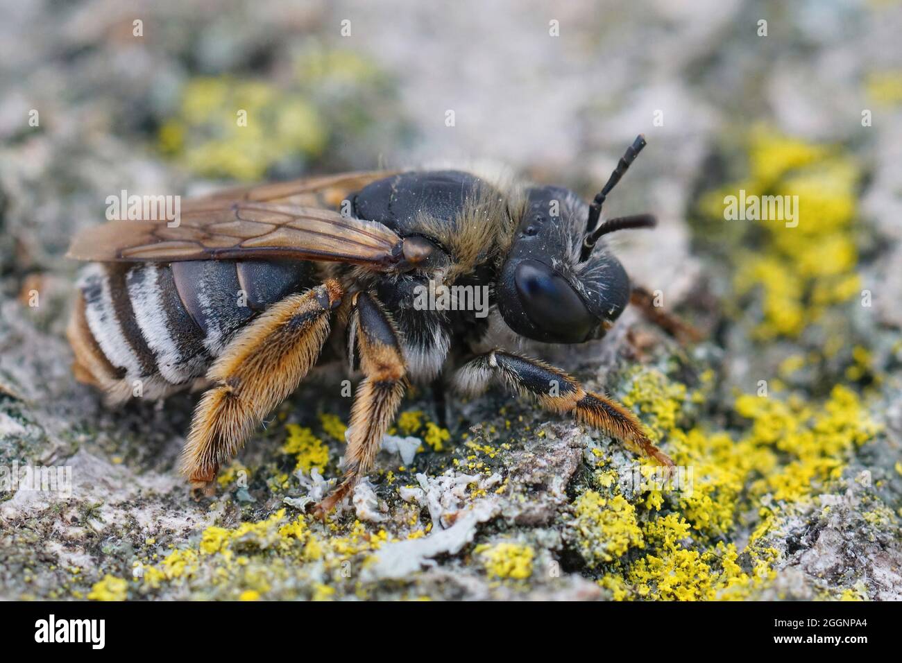 Closeup on a large female Longhorn bee , Eucera Stock Photo - Alamy