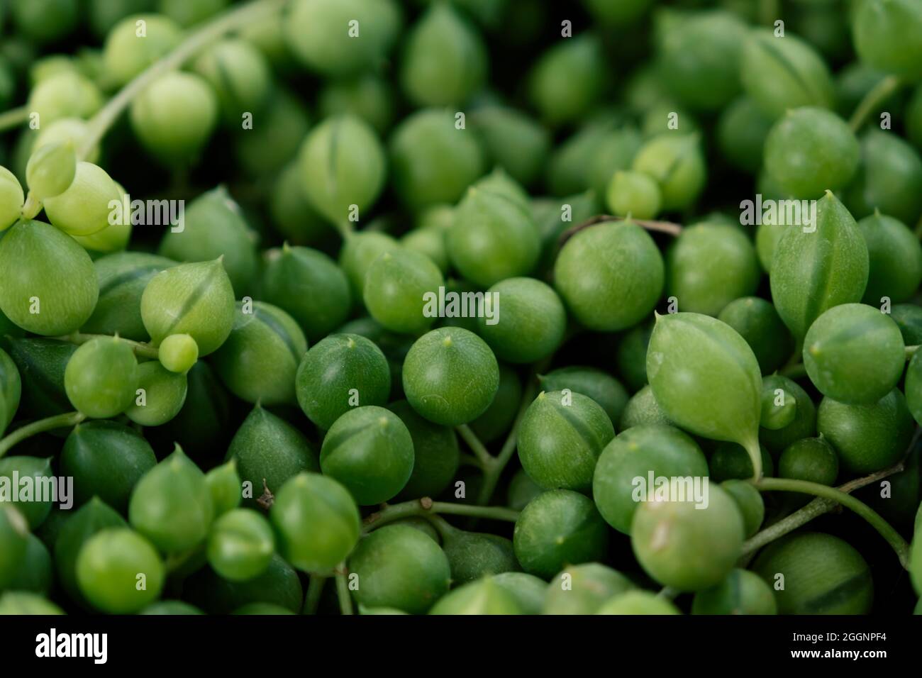 String of pearls plant hi-res stock photography and images - Alamy