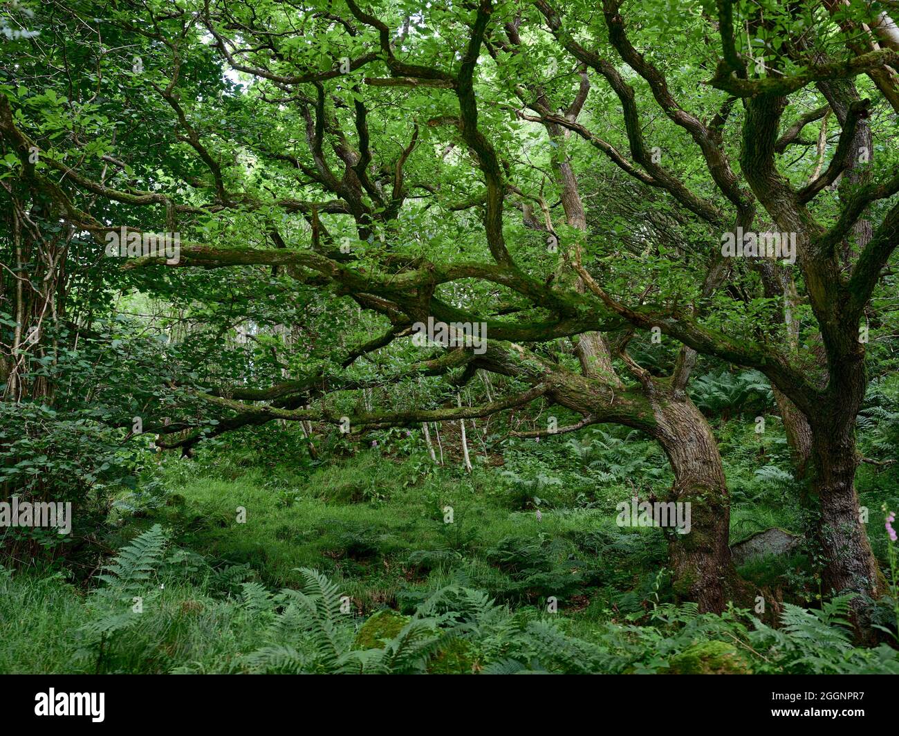 Ancient Oak woodland in Nidderdale. North Yorkshire Stock Photo - Alamy