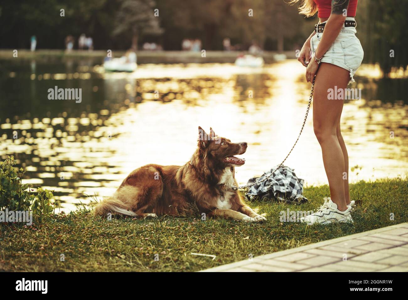 Border Collie dog on a walk in park with it's female owner Stock Photo ...