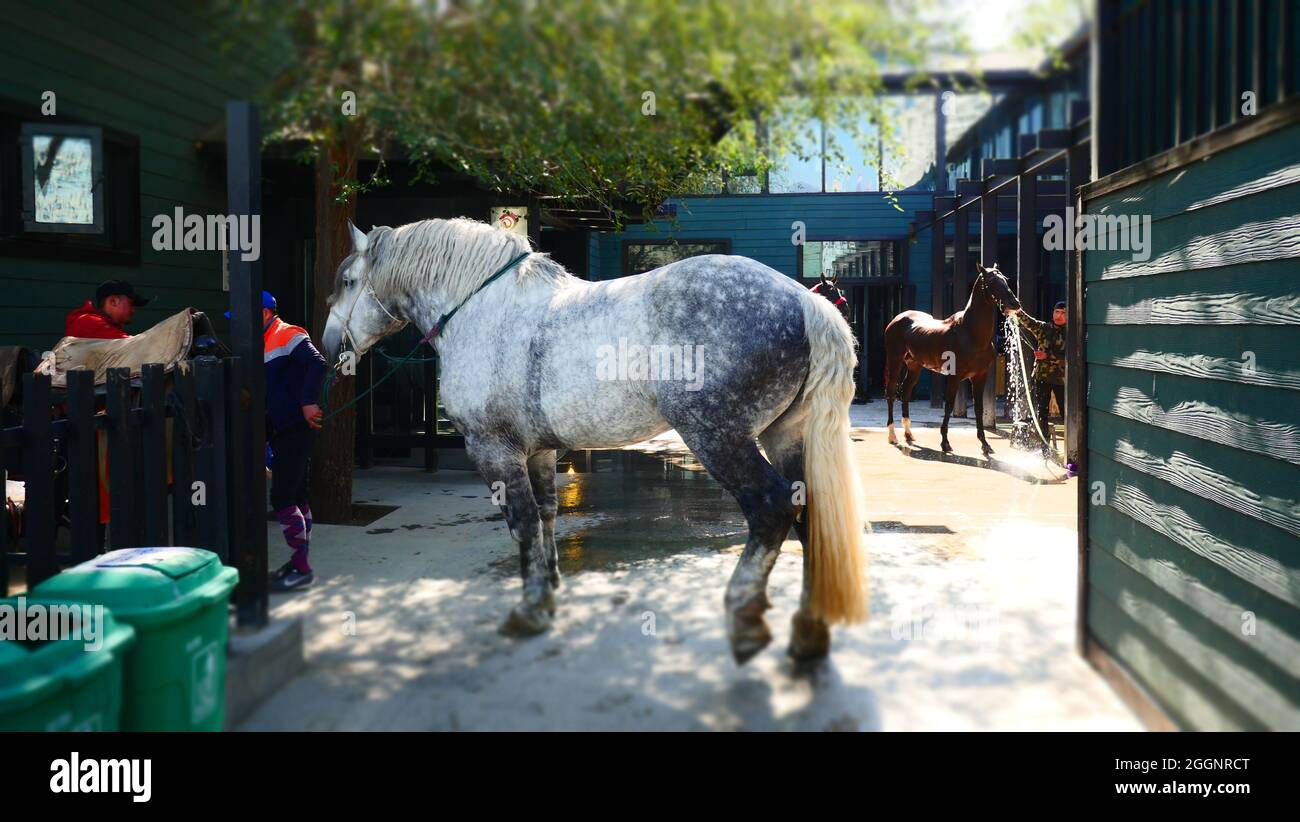 View of a beautiful white horse in the stable Stock Photo - Alamy