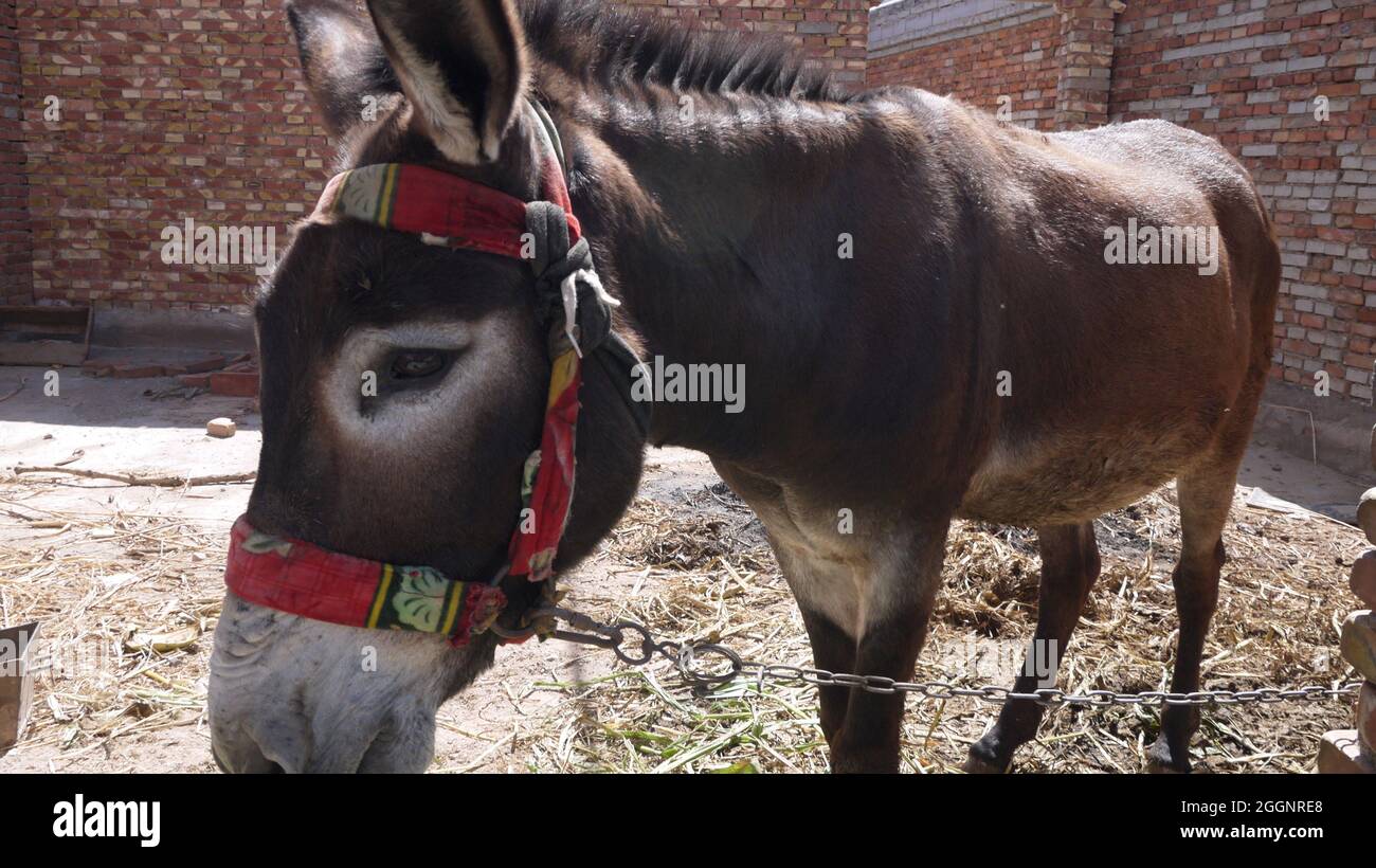 Closeup shot of a brown donkey Stock Photo - Alamy