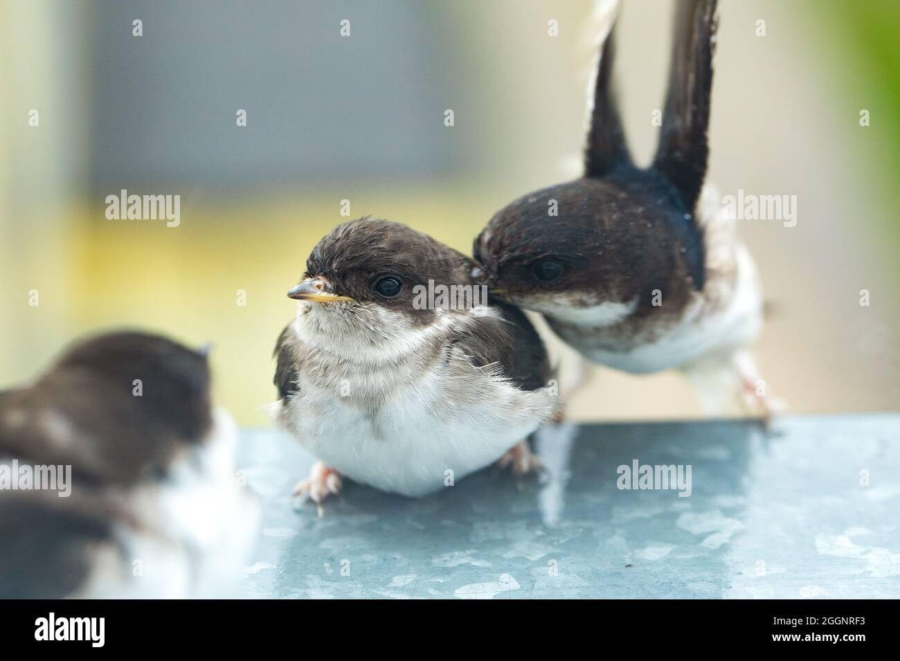Birds, common swifts sitting on the windowsill Stock Photo - Alamy