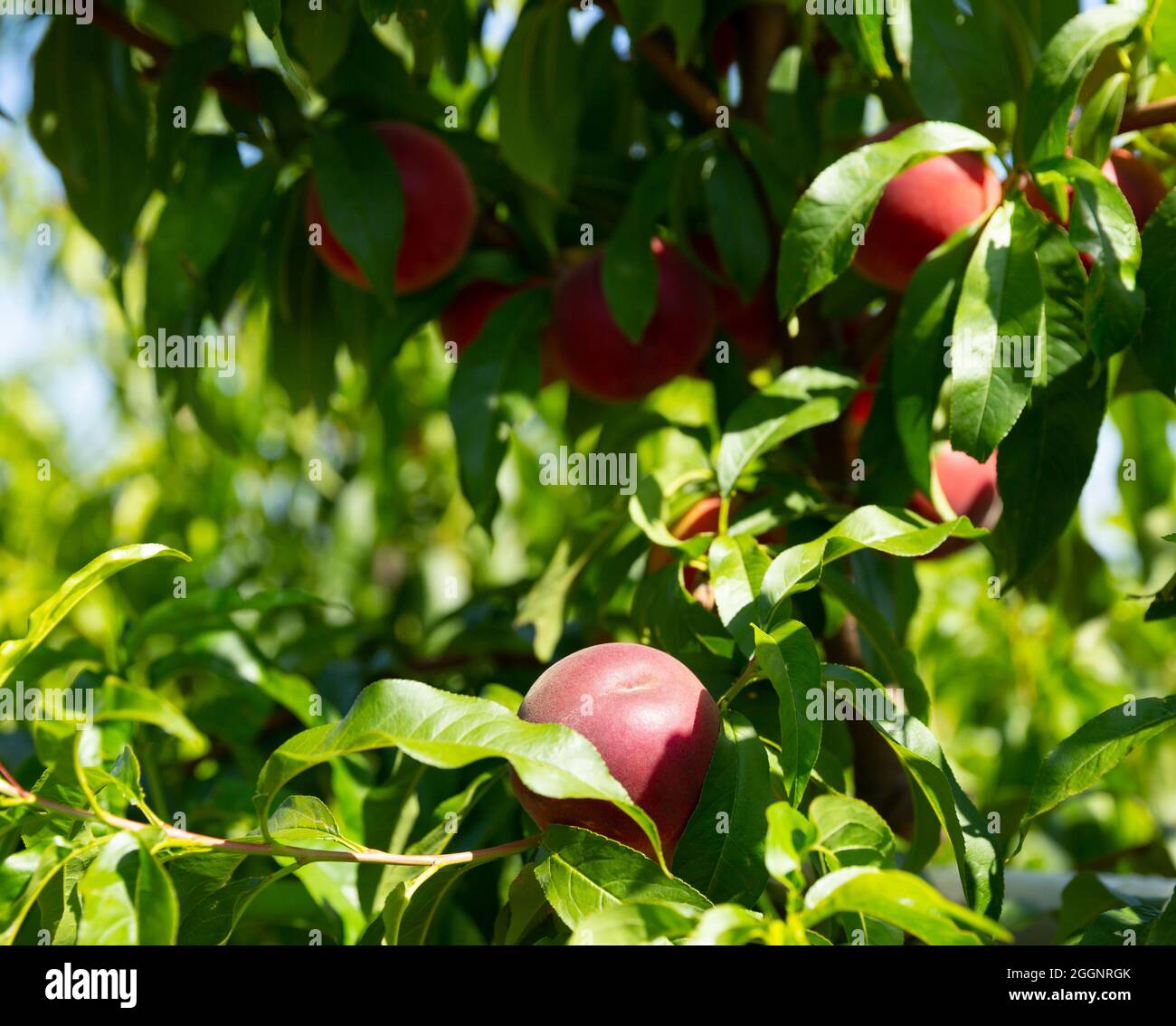 Peach tree rich fruit hi-res stock photography and images - Alamy