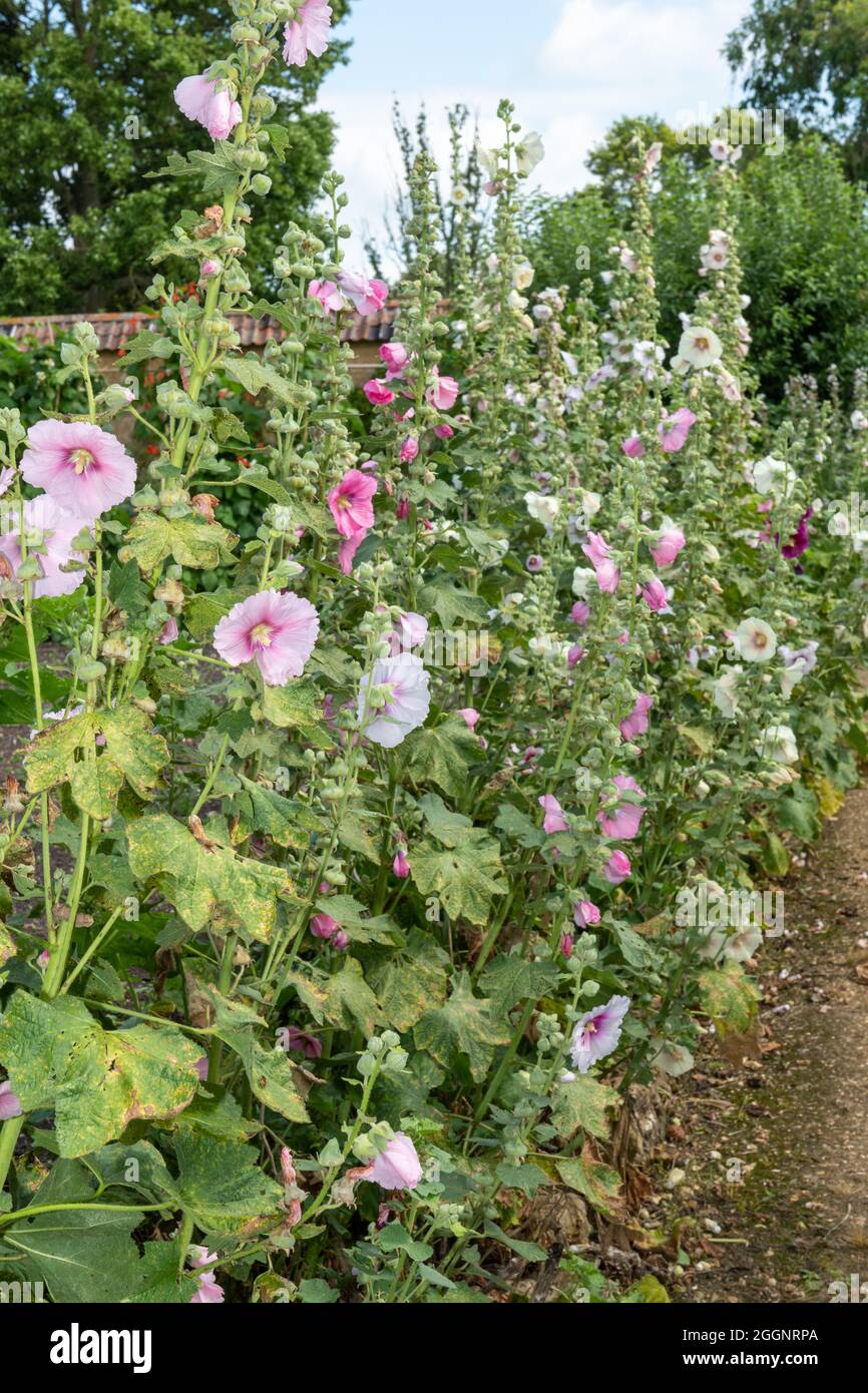 An assortment of common hollyhock (alcea rosea) flowers in bloom Stock ...