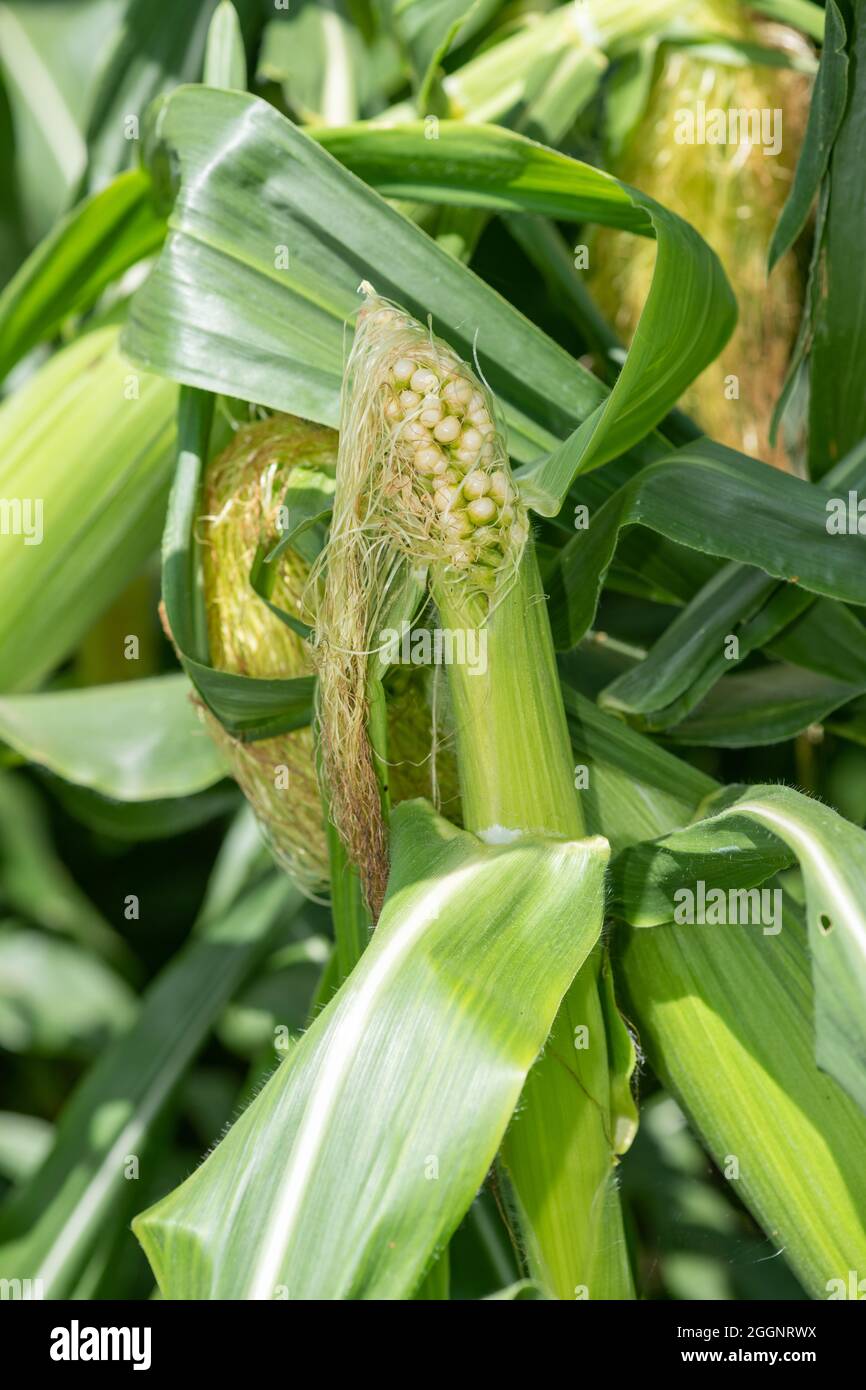 Close up of an ear on a maize plant Stock Photo - Alamy